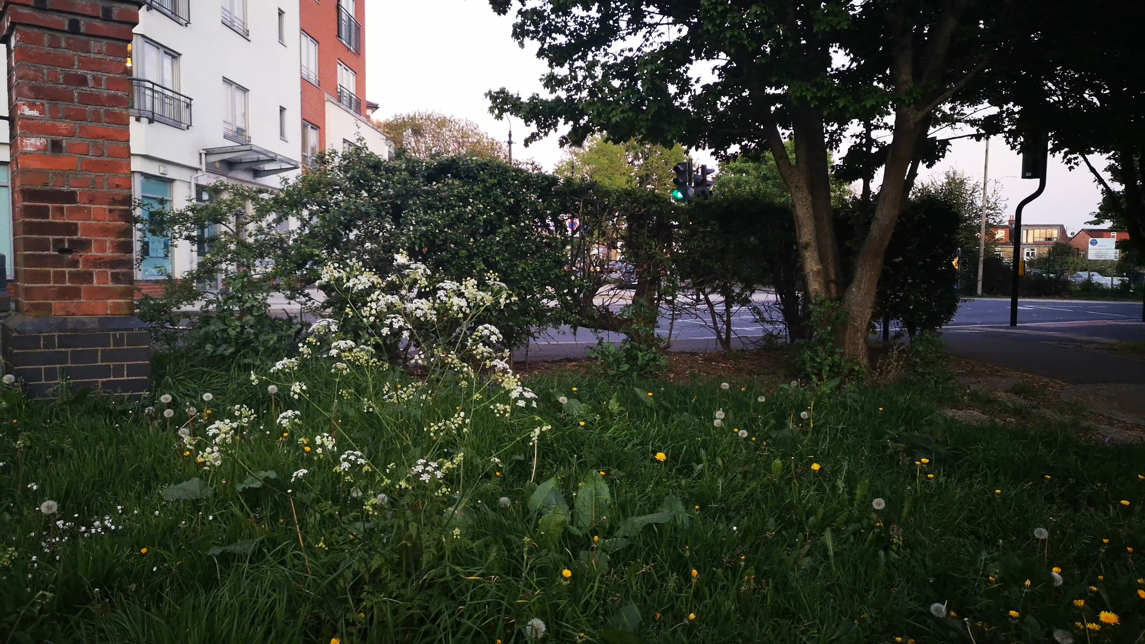Wildflowers Growing Outside A Lot Near A Building Free Stock Video ...