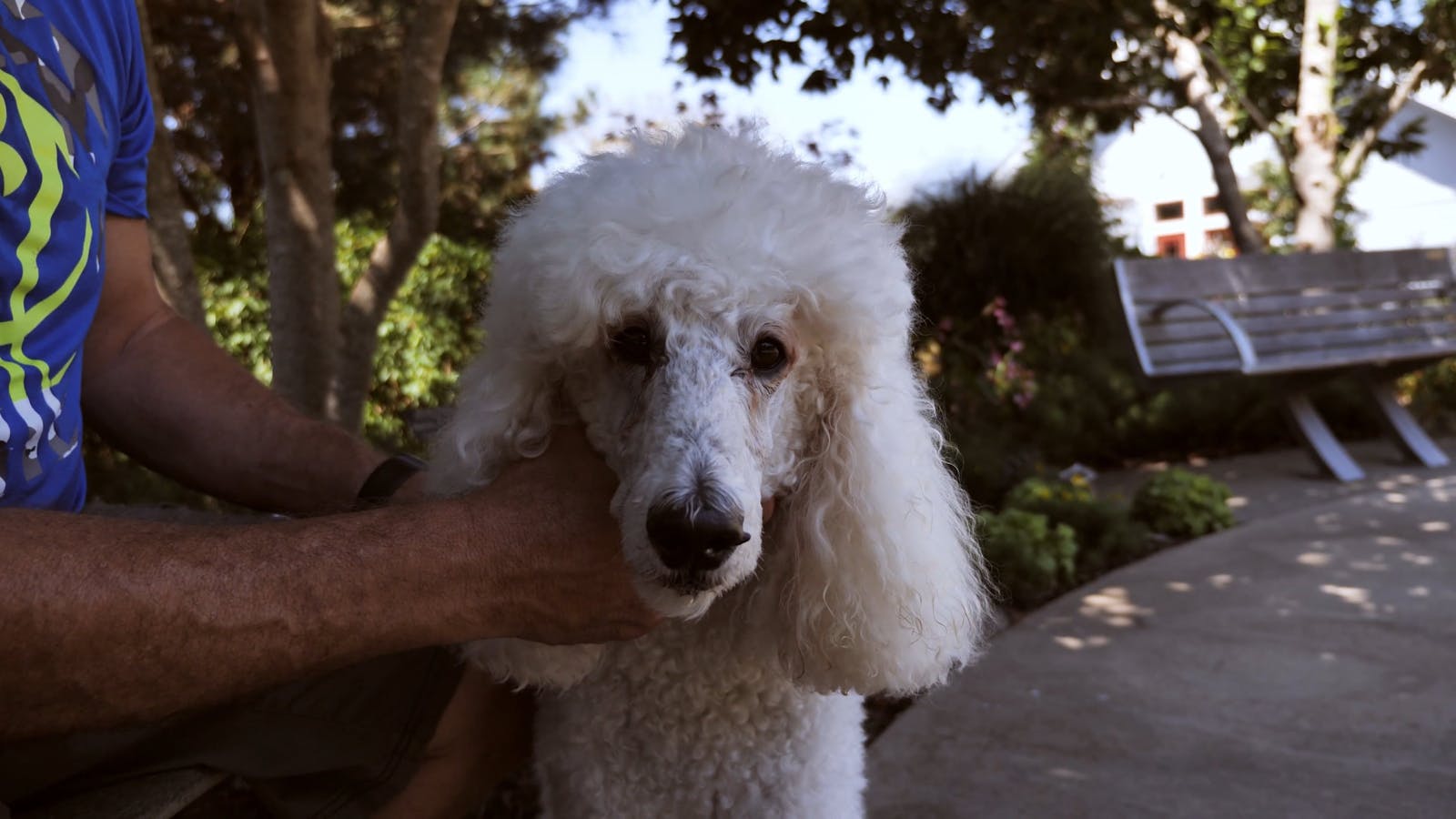 Puddle Dog Wallpaper Videos, Download The BEST Free 4k Stock Video ...