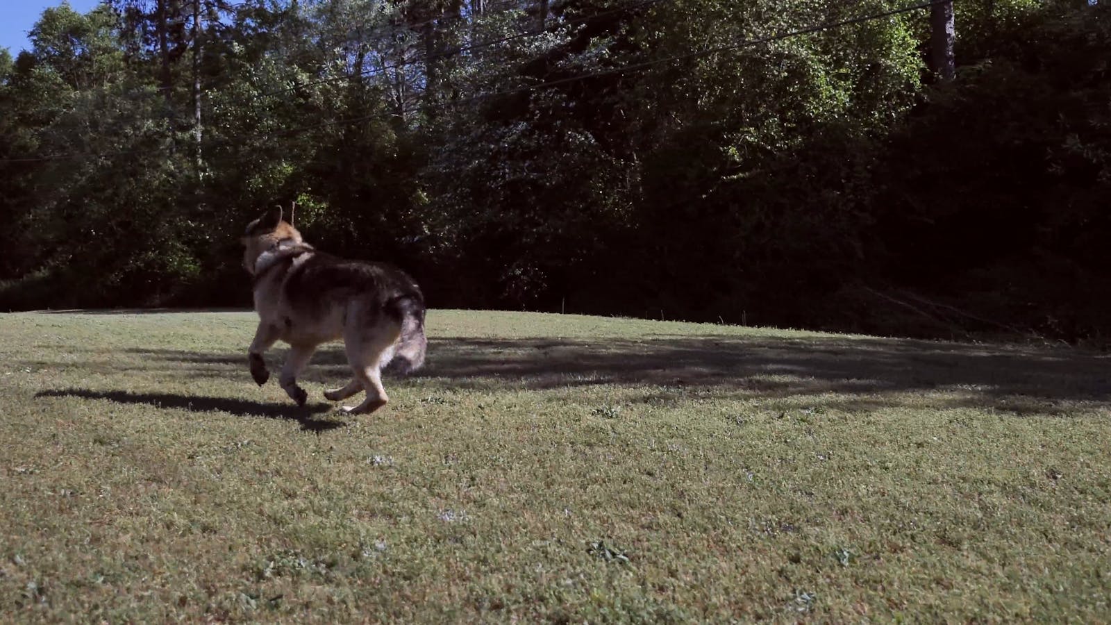 Dog Running Videos, Download The BEST Free 4k Stock Video Footage & Dog ...