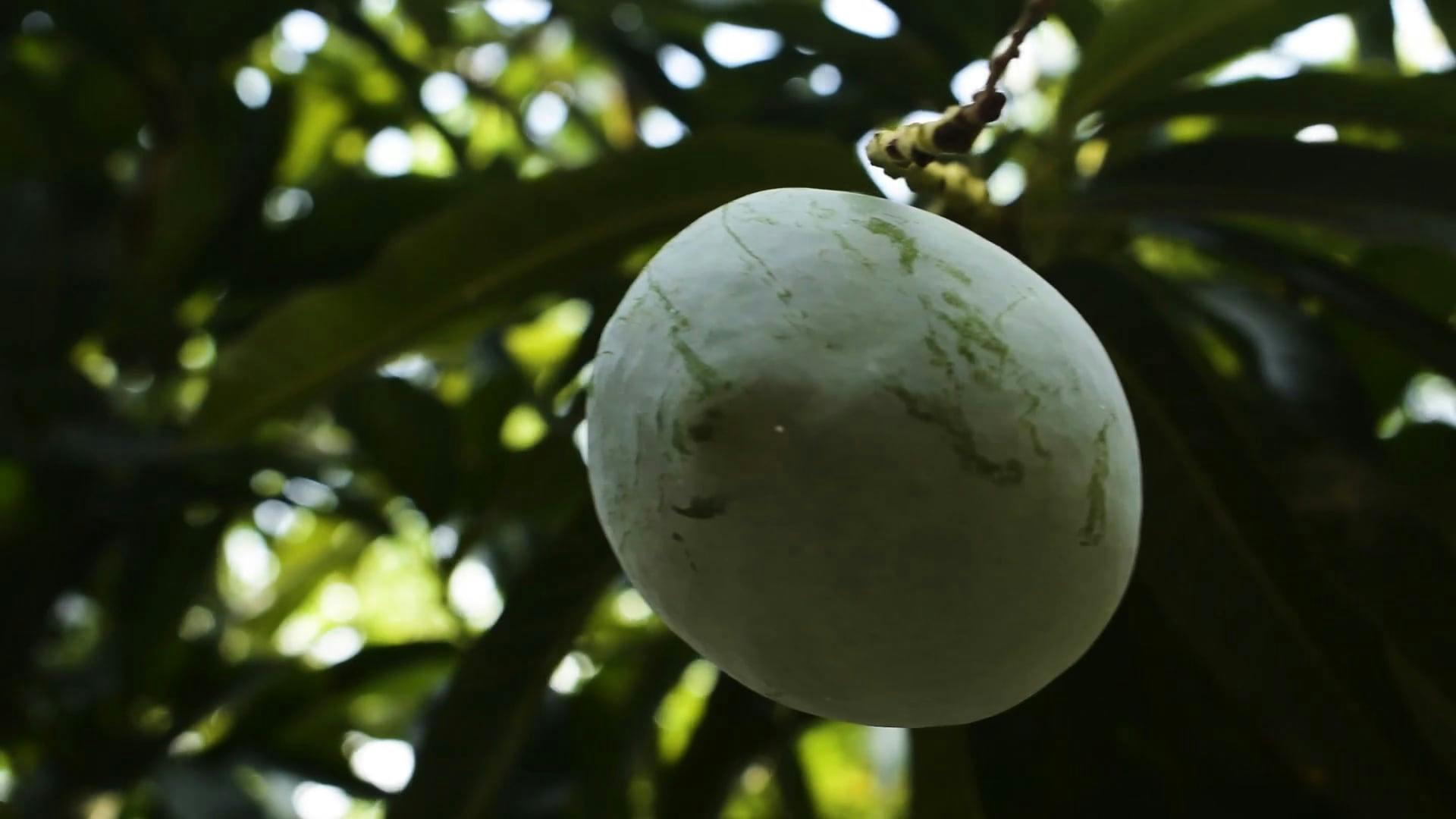 Single Mango Videos, Download The BEST Free 4k Stock Video Footage ...
