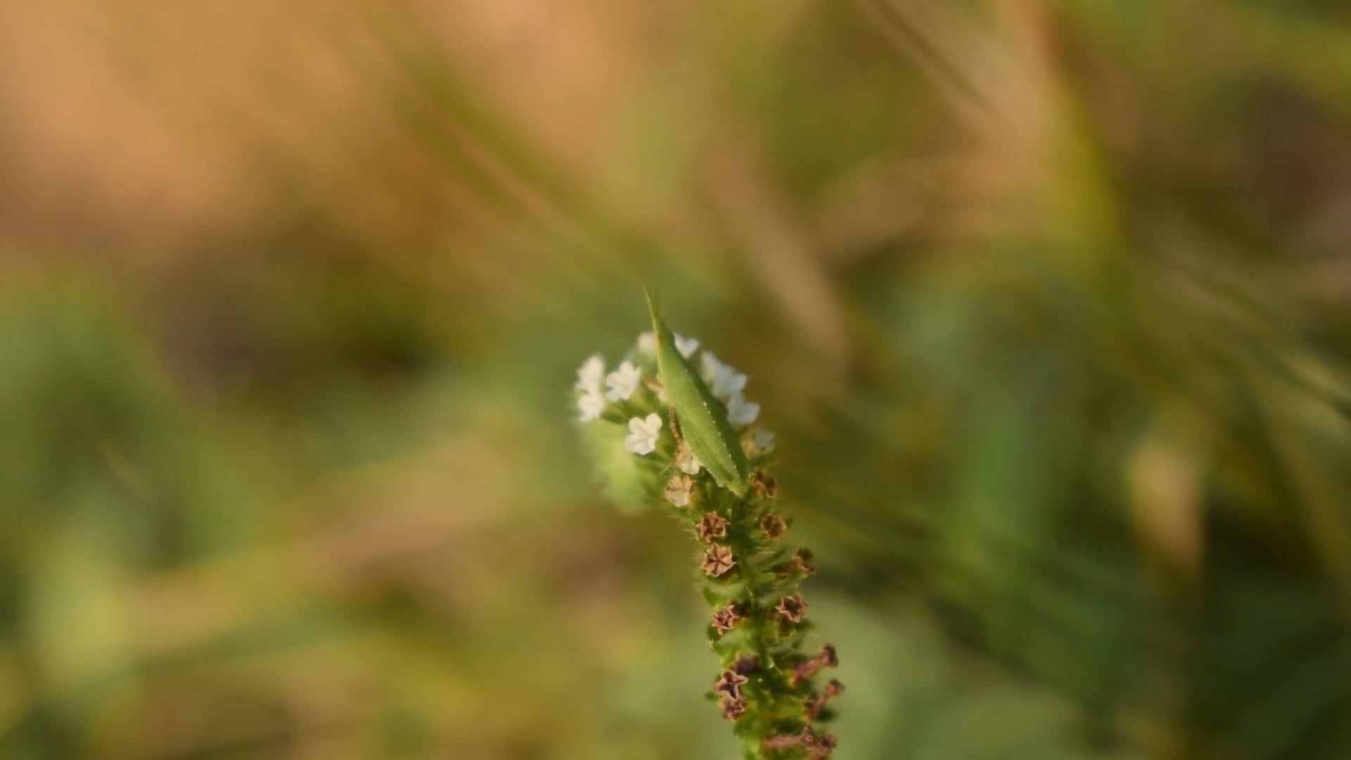 A Grass Hopper Clinging On The Tip Of A Plant Stalk Free Stock Video ...