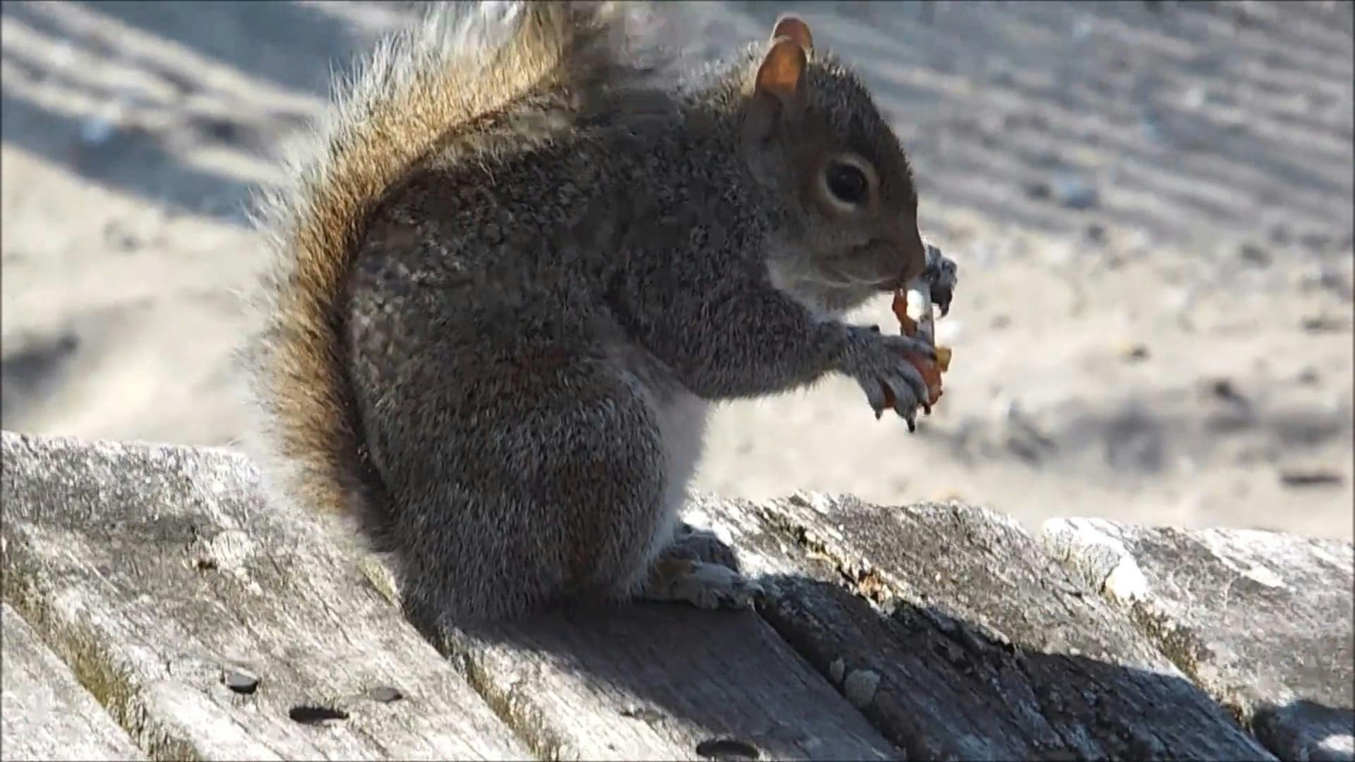 A Squirrel Munching On Something Free Stock Video Footage, Royalty-Free ...