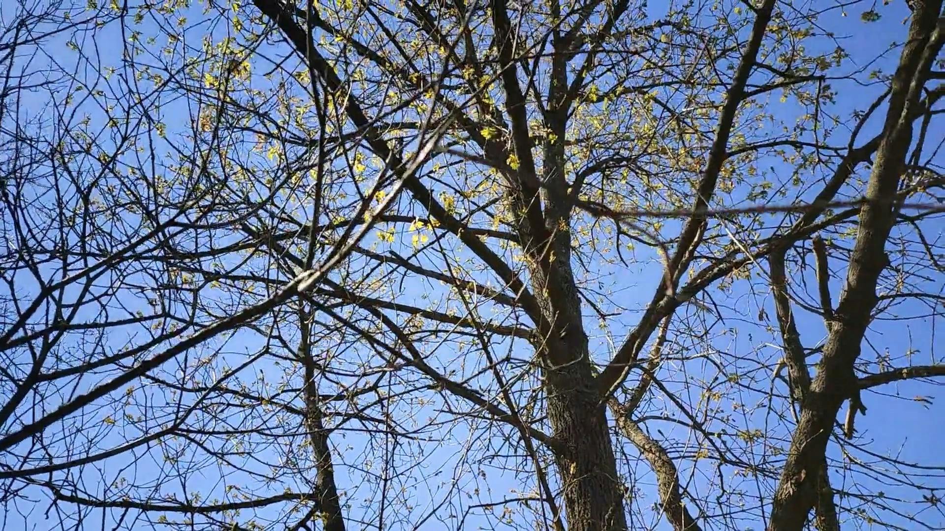 A Forest Ground Of Leafless Trees And Shrubs Free Stock Video Footage ...