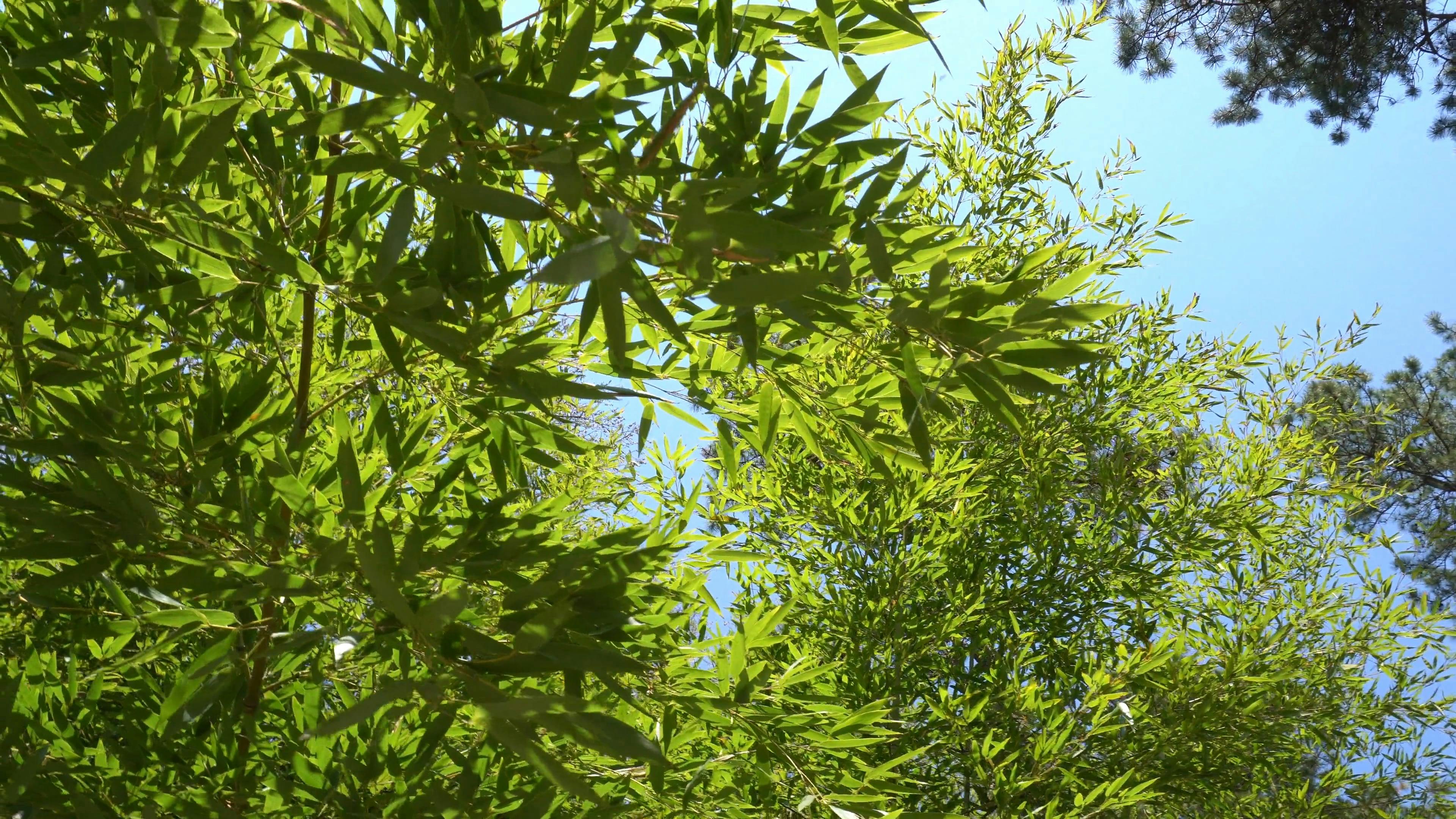 Bamboo Leaves Backlit by the Sun Free Stock Video Footage, Royalty-Free ...