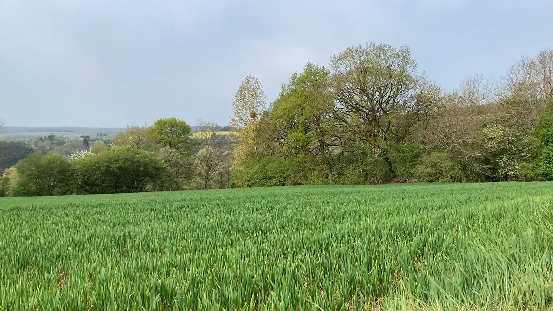 Video Footage Of An Open Grass Field Free Stock Video Footage, Royalty ...