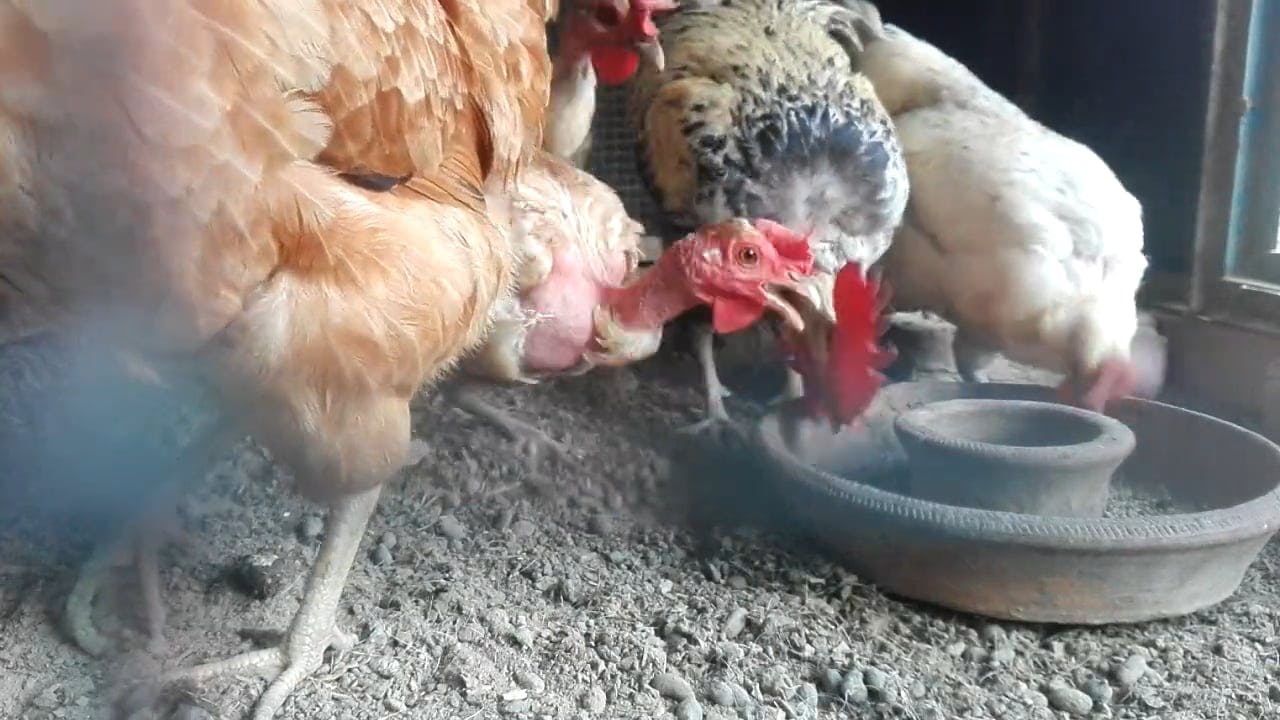 Time-lapse Video of Chicken Eating Feeds Free Stock Video Footage ...