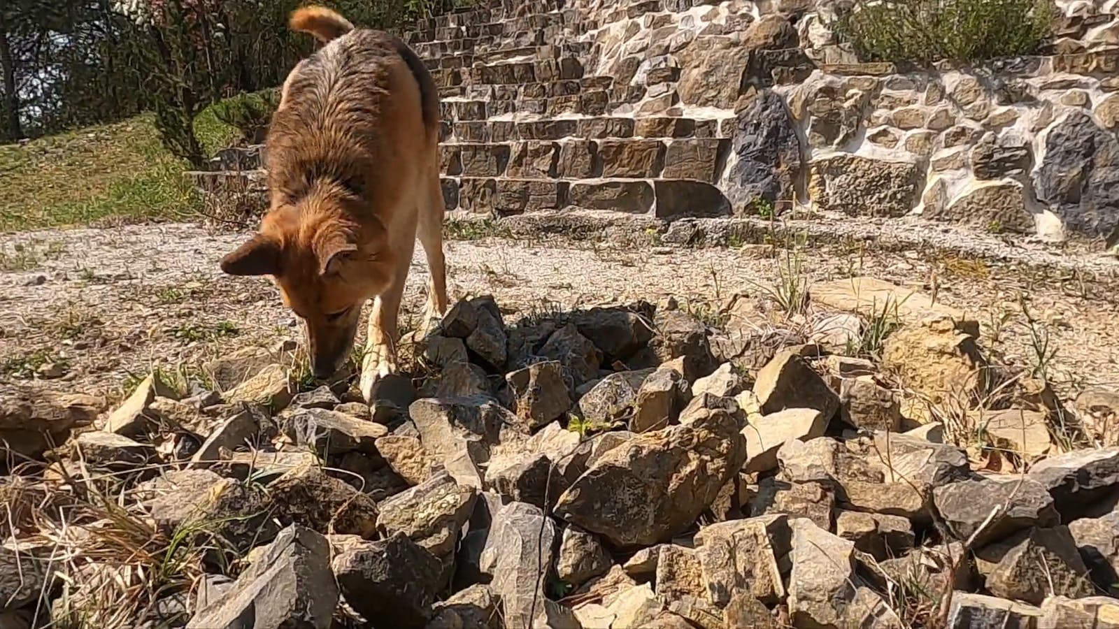 Dog Smelling Videos, Download The BEST Free 4k Stock Video Footage ...