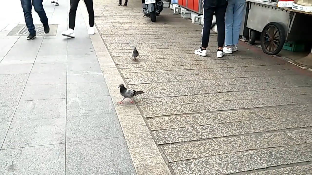 Pigeons Walking Along With People In The Bay Park Free Stock Video ...