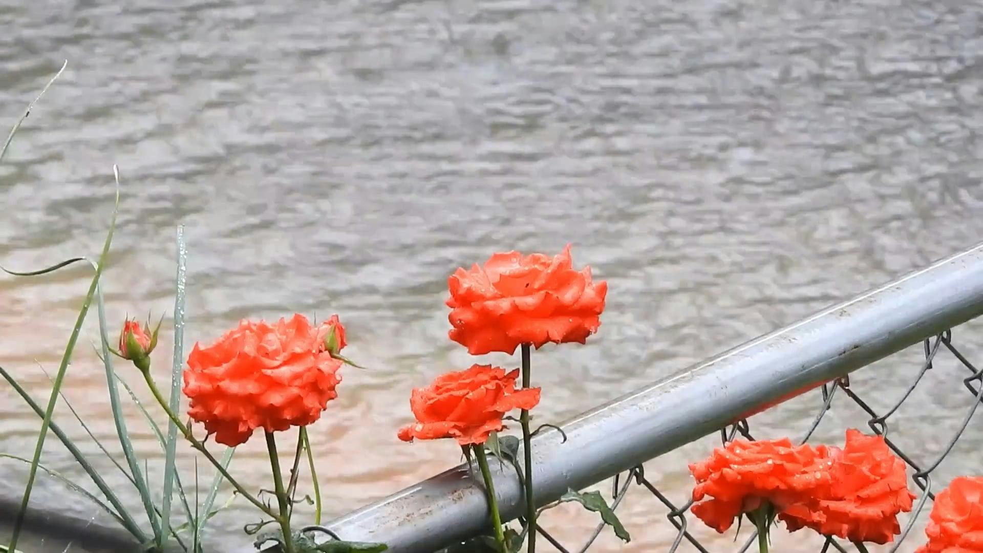 A Close-up Shot of a Red Rose by the River Free Stock Video Footage ...