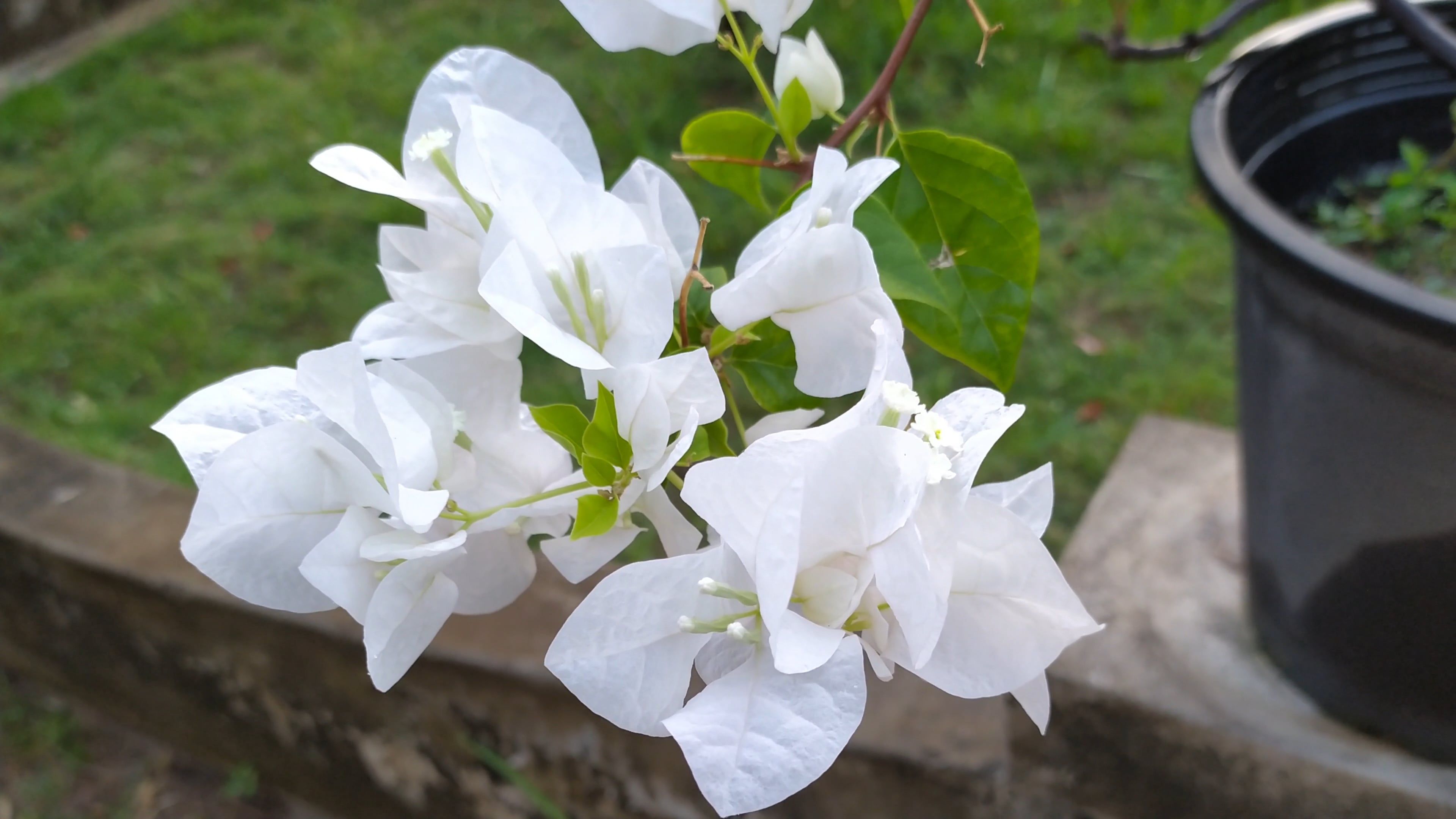 A Close-up Shot of a Bougainvillea Flower · Free Stock Video