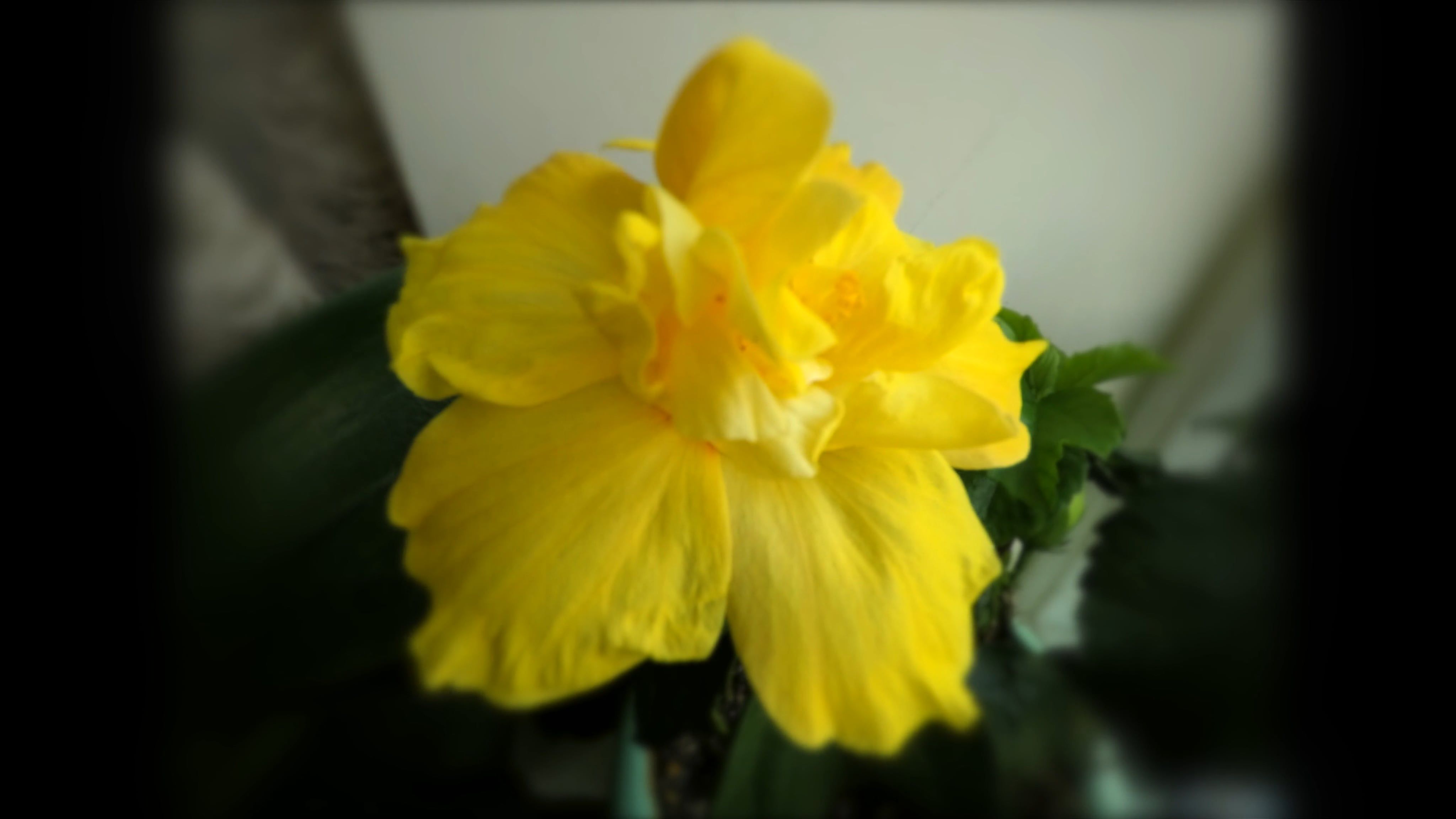Video Of Blooming Flower Videos, Download The BEST Free 4k Stock Video ...
