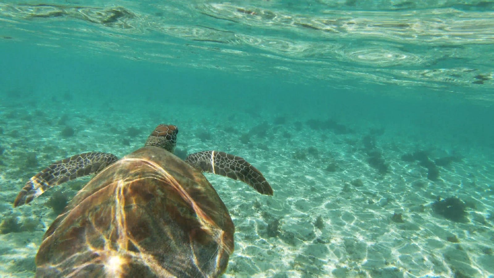 Turtle Videos, Download The BEST Free 4k Stock Video Footage & Turtle ...