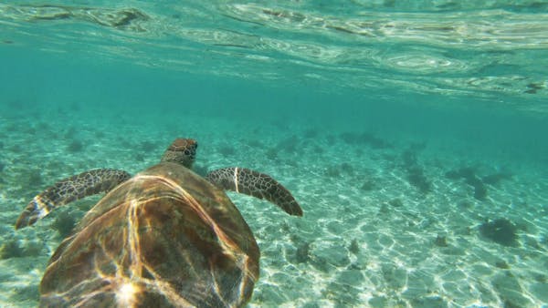 Ocean Life Videos, Download The BEST Free 4k Stock Video Footage ...