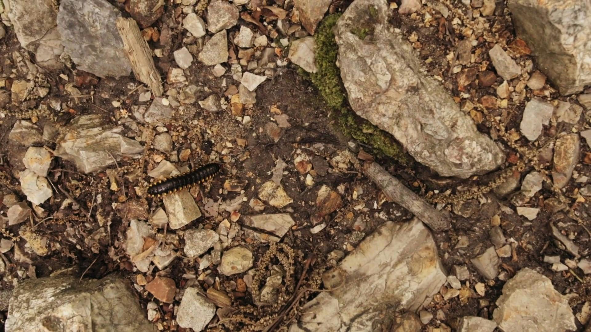 Crawling In Rocks Videos, Download The BEST Free 4k Stock Video Footage ...