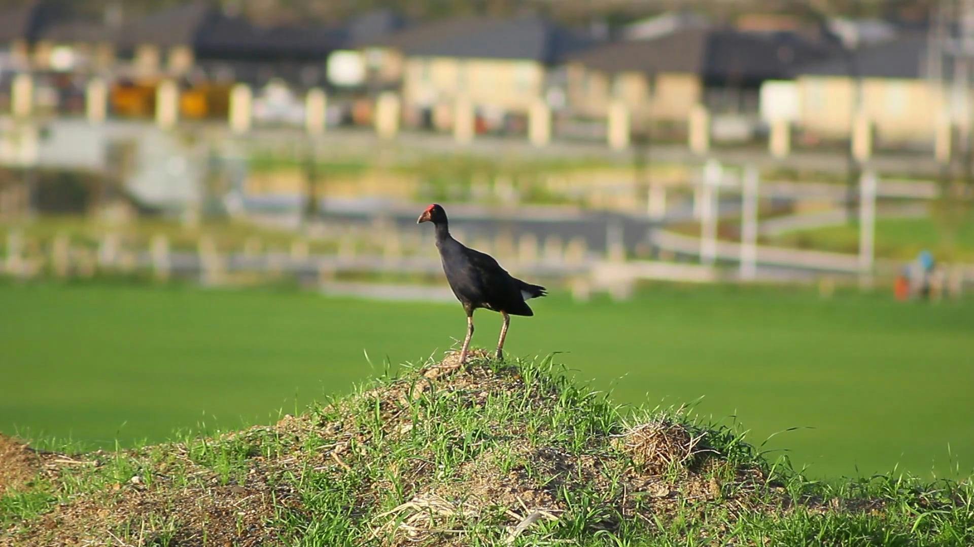 A Pukeko Bird Flying · Free Stock Video