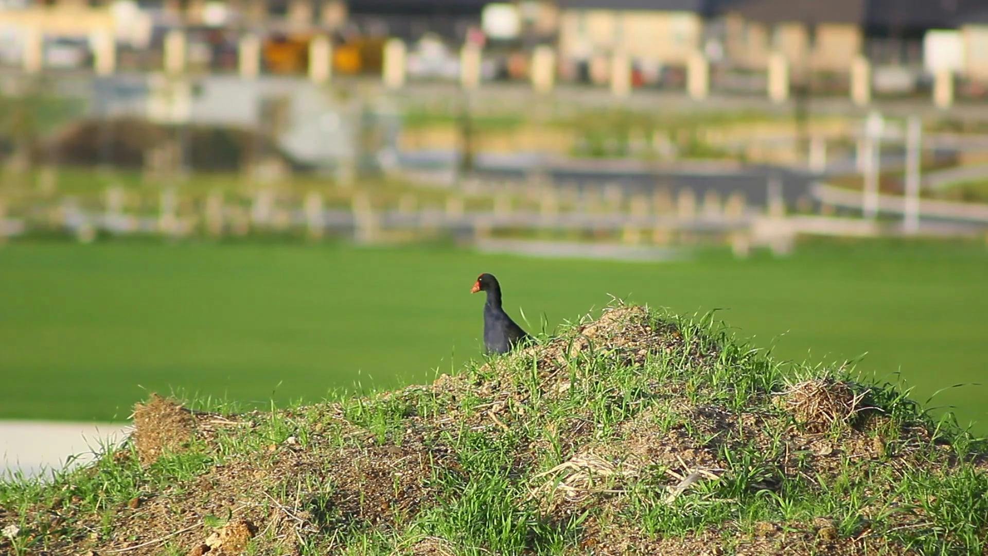 A Pukeko Bird Flying Free Stock Video Footage, Royalty-Free 4K & HD ...