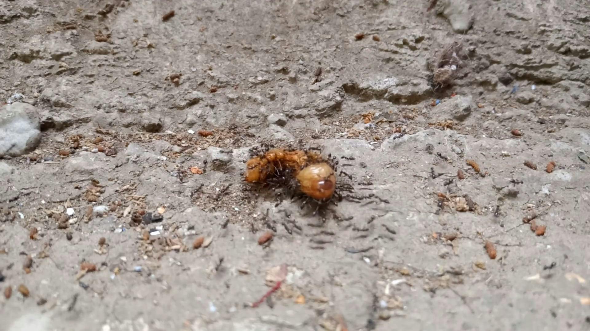 Ant Swarm Carrying a Larva Carcass Free Stock Video Footage, Royalty ...