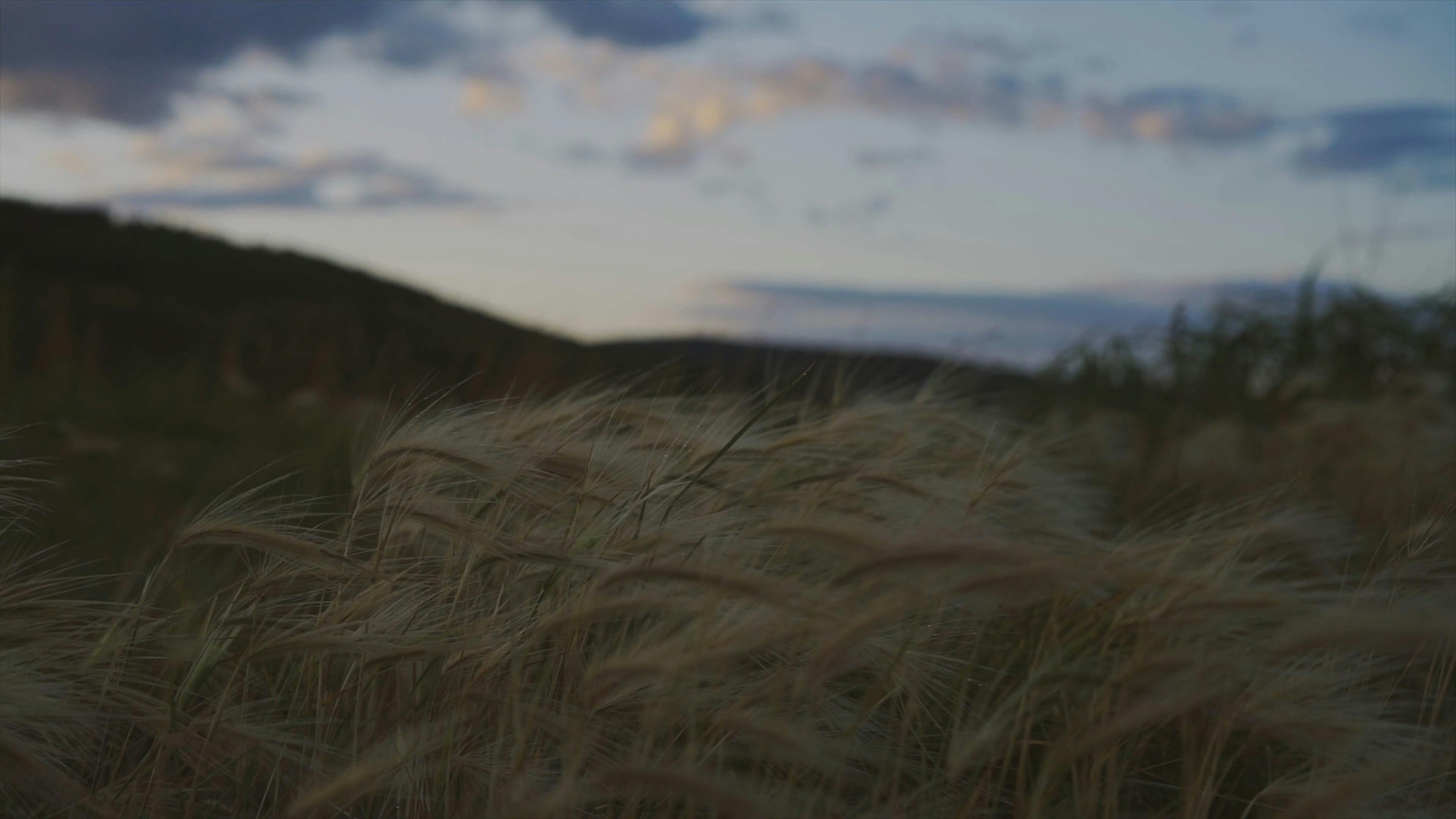 Tall Bladed Grass Grows In The Wild Free Stock Video Footage, Royalty ...
