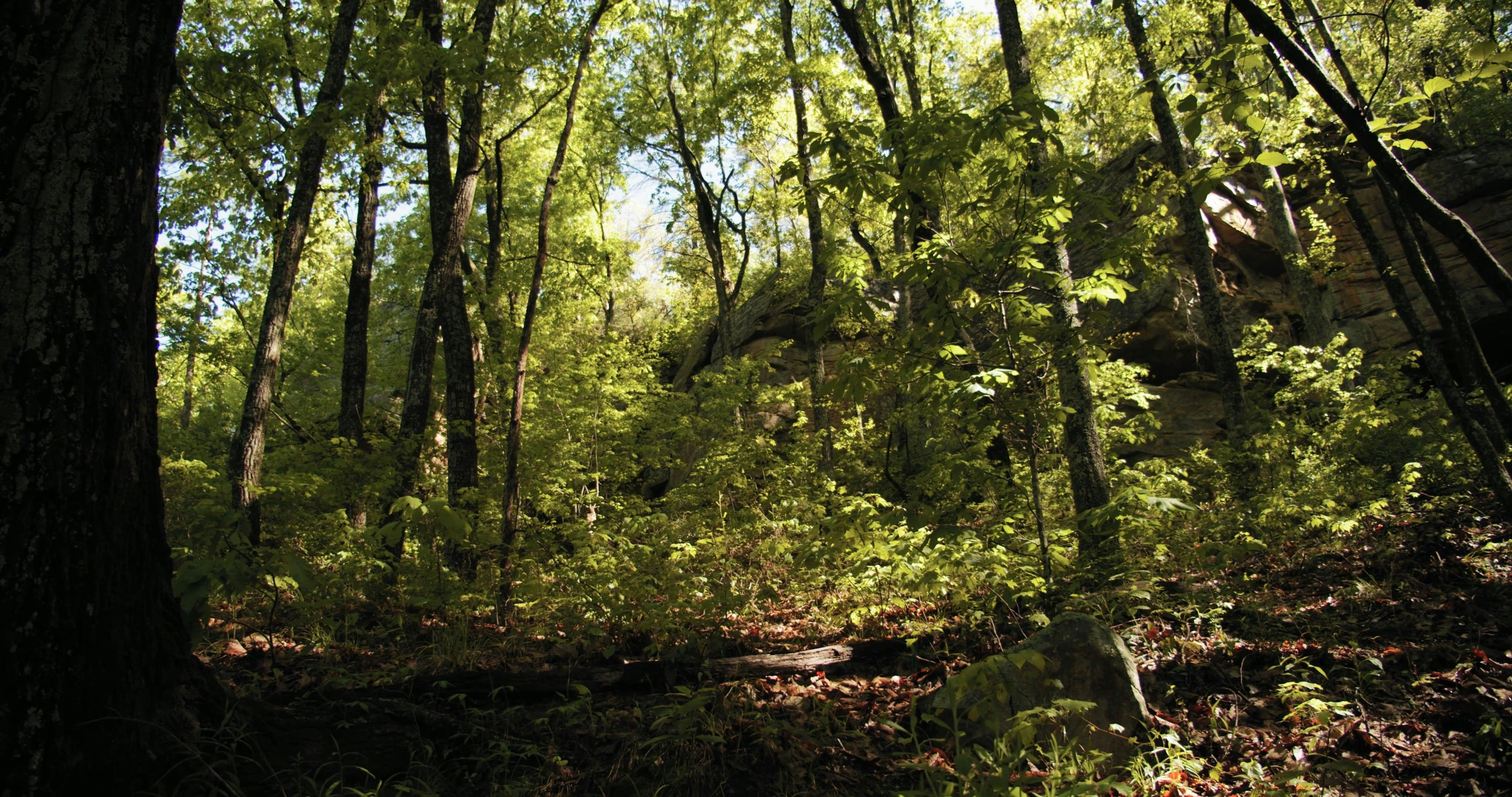 Greens Growing Videos, Download The BEST Free 4k Stock Video Footage ...