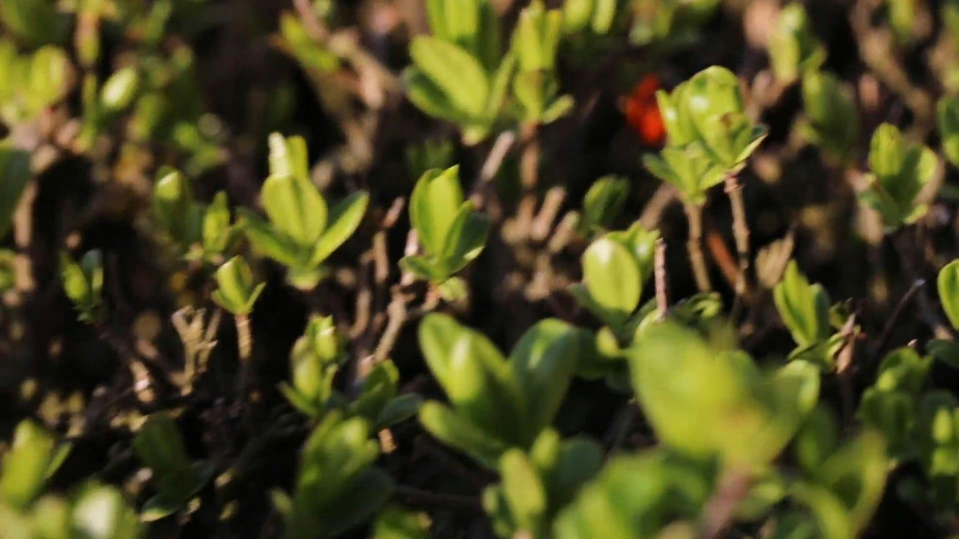 Plant Sprout Videos, Download The BEST Free 4k Stock Video Footage ...