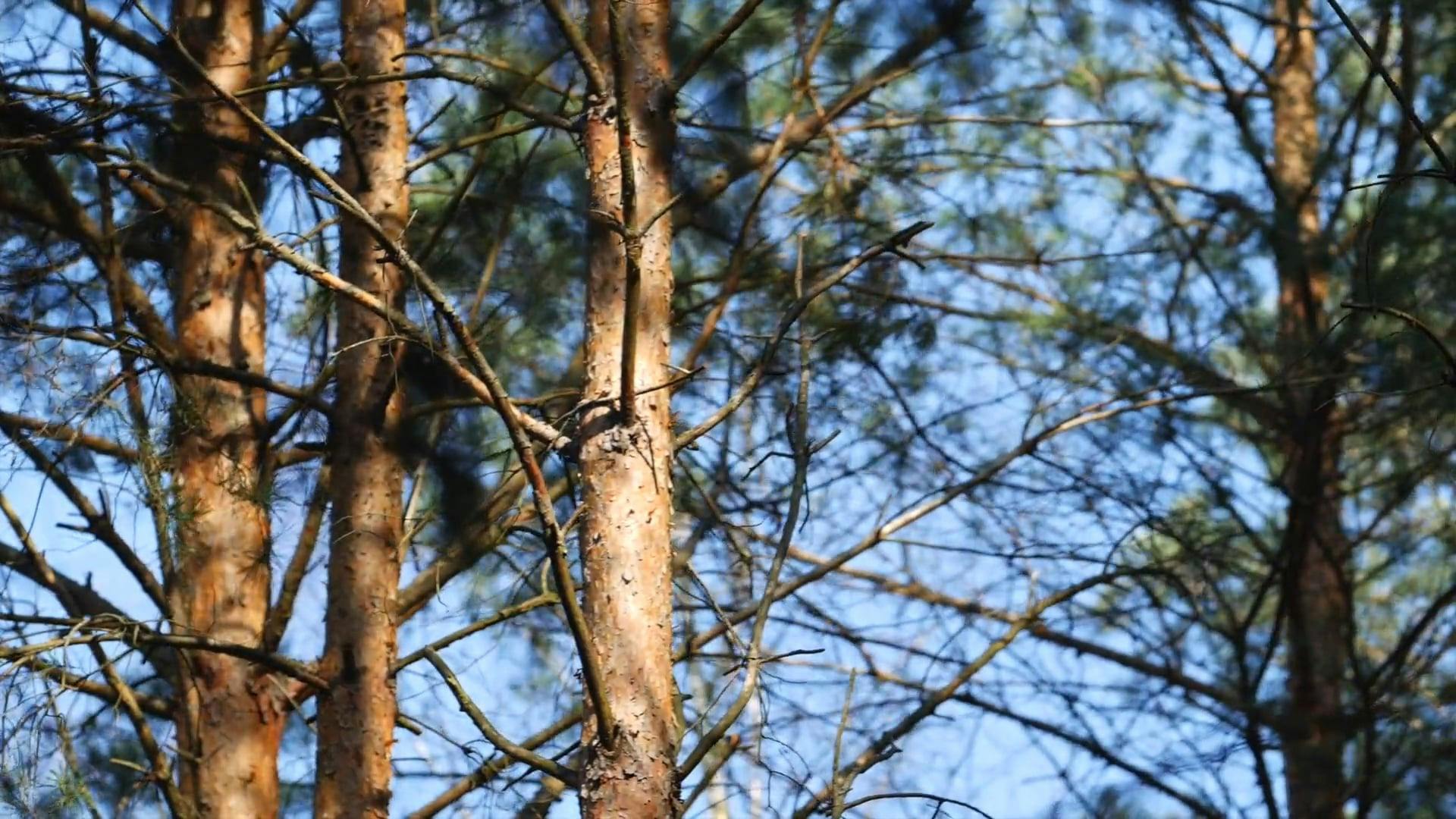 Trees Swaying By The Wind Blows · Free Stock Video