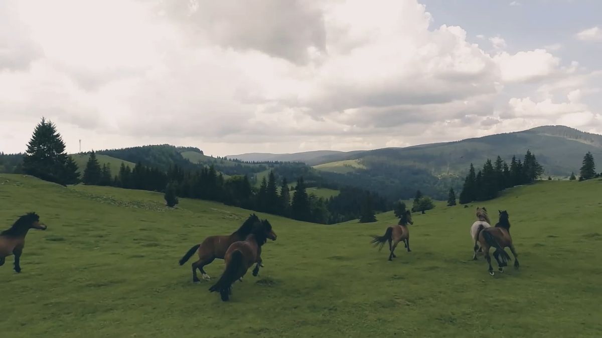 Horses Videos, Download The BEST Free 4k Stock Video Footage & Horses ...
