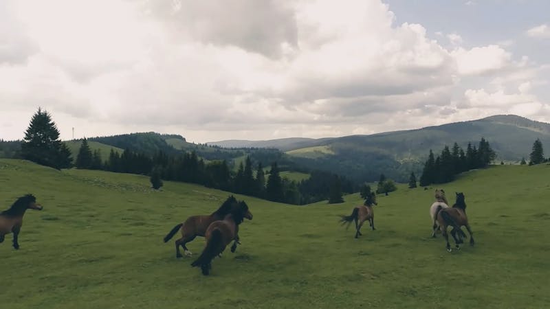 Horses Running Videos, Download The BEST Free 4k Stock Video Footage ...
