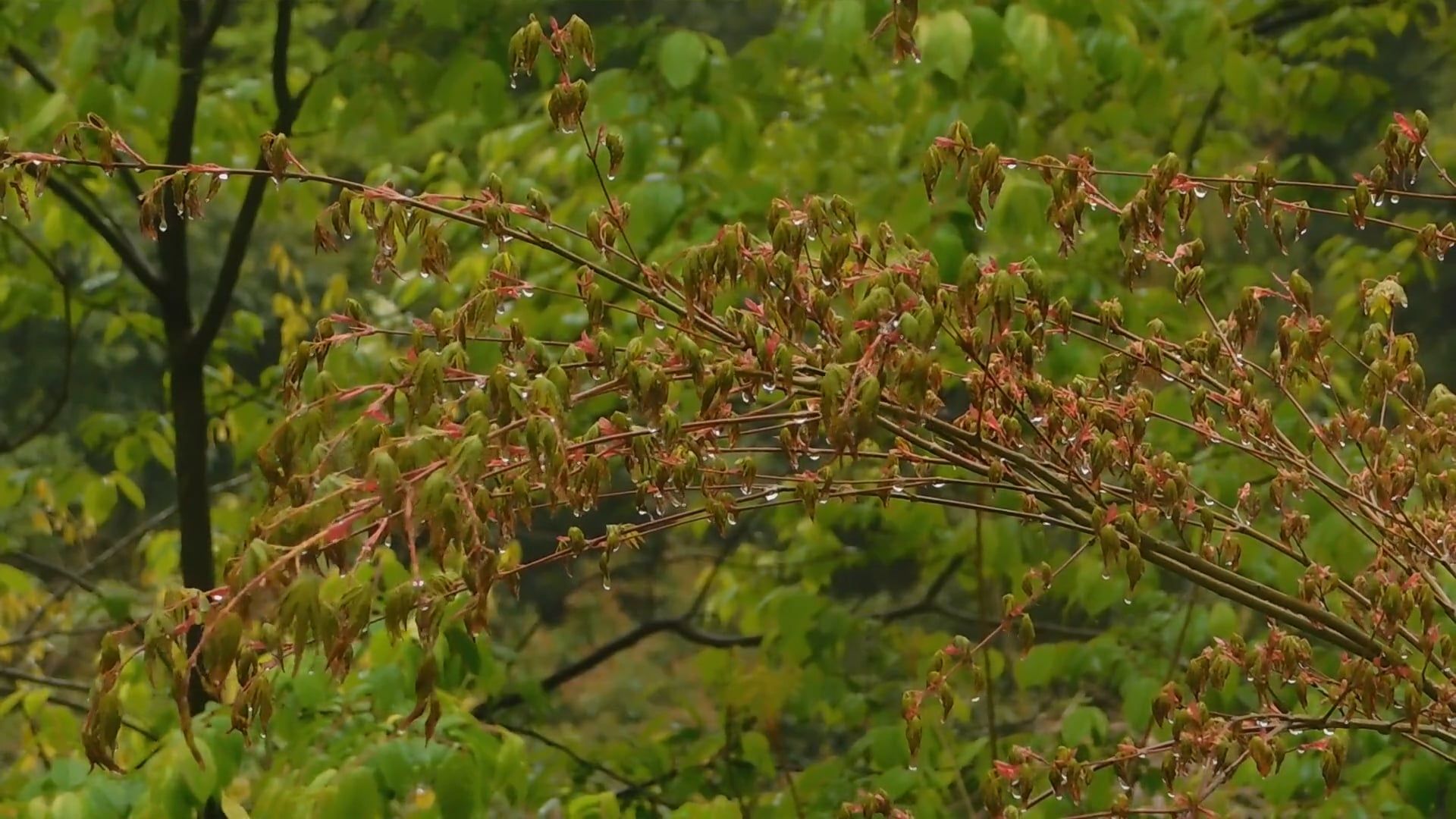 Video Of A Wet Tree Branch Free Stock Video Footage, Royalty-Free 4K ...