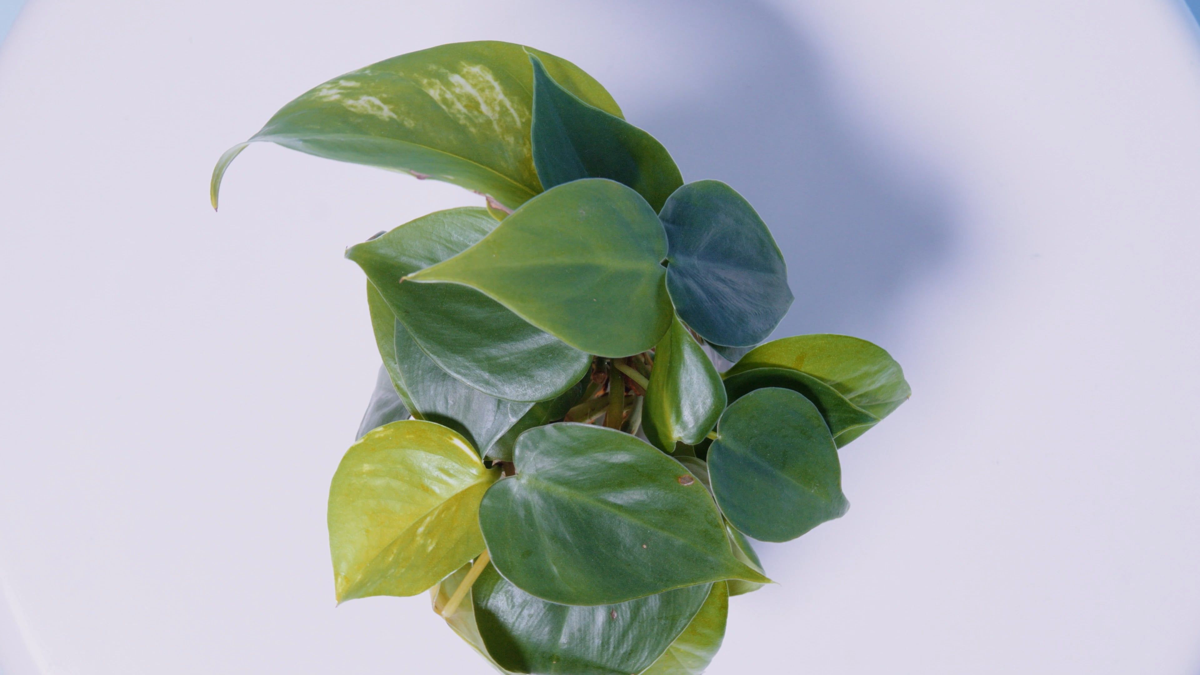 Video Of Rotating Plant · Free Stock Video