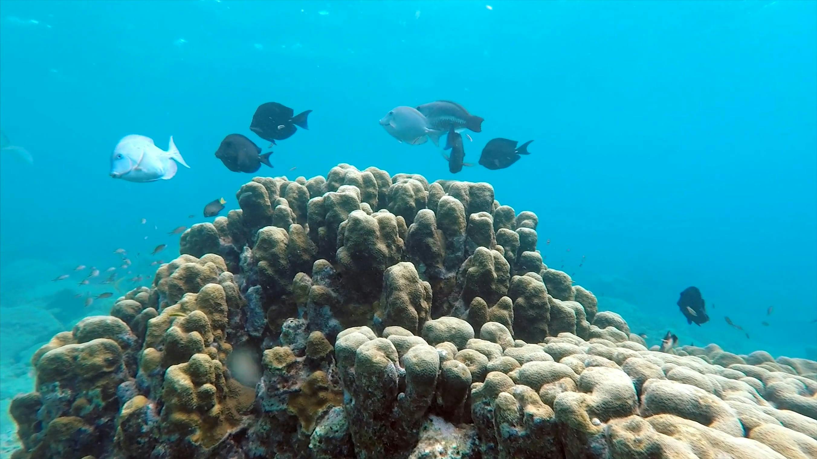 Vidéo gratuite de algue, aquarium, aquatique, beauté aquatique ...