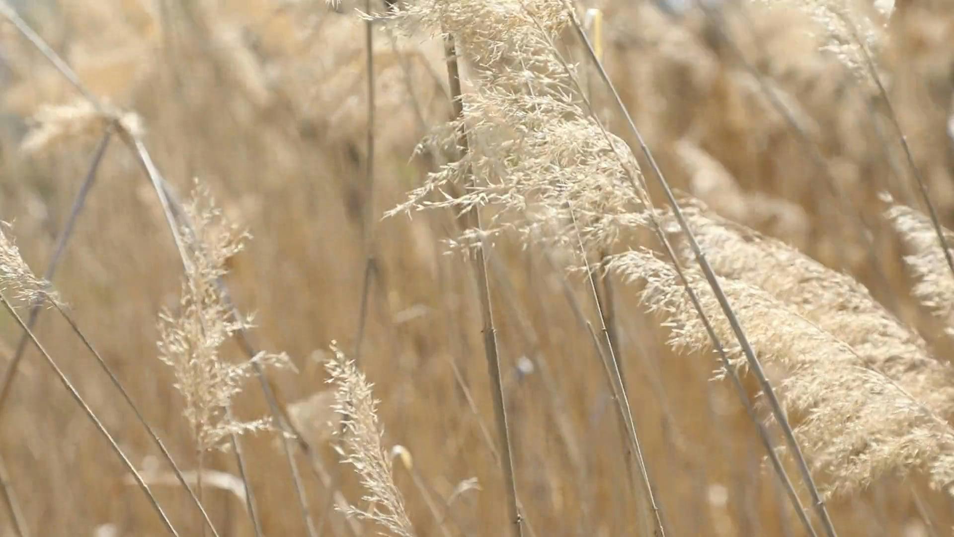 Tall Wild Grasses Swaying In The Wind · Free Stock Video
