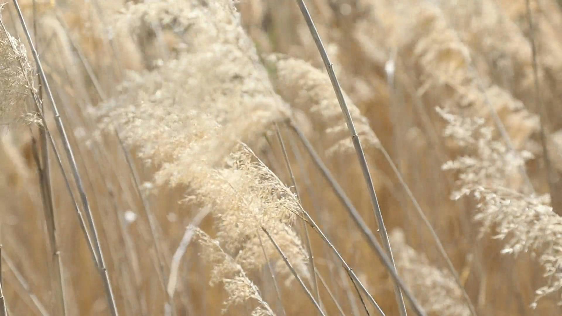 Common Reed Videos, Download The BEST Free 4k Stock Video Footage ...