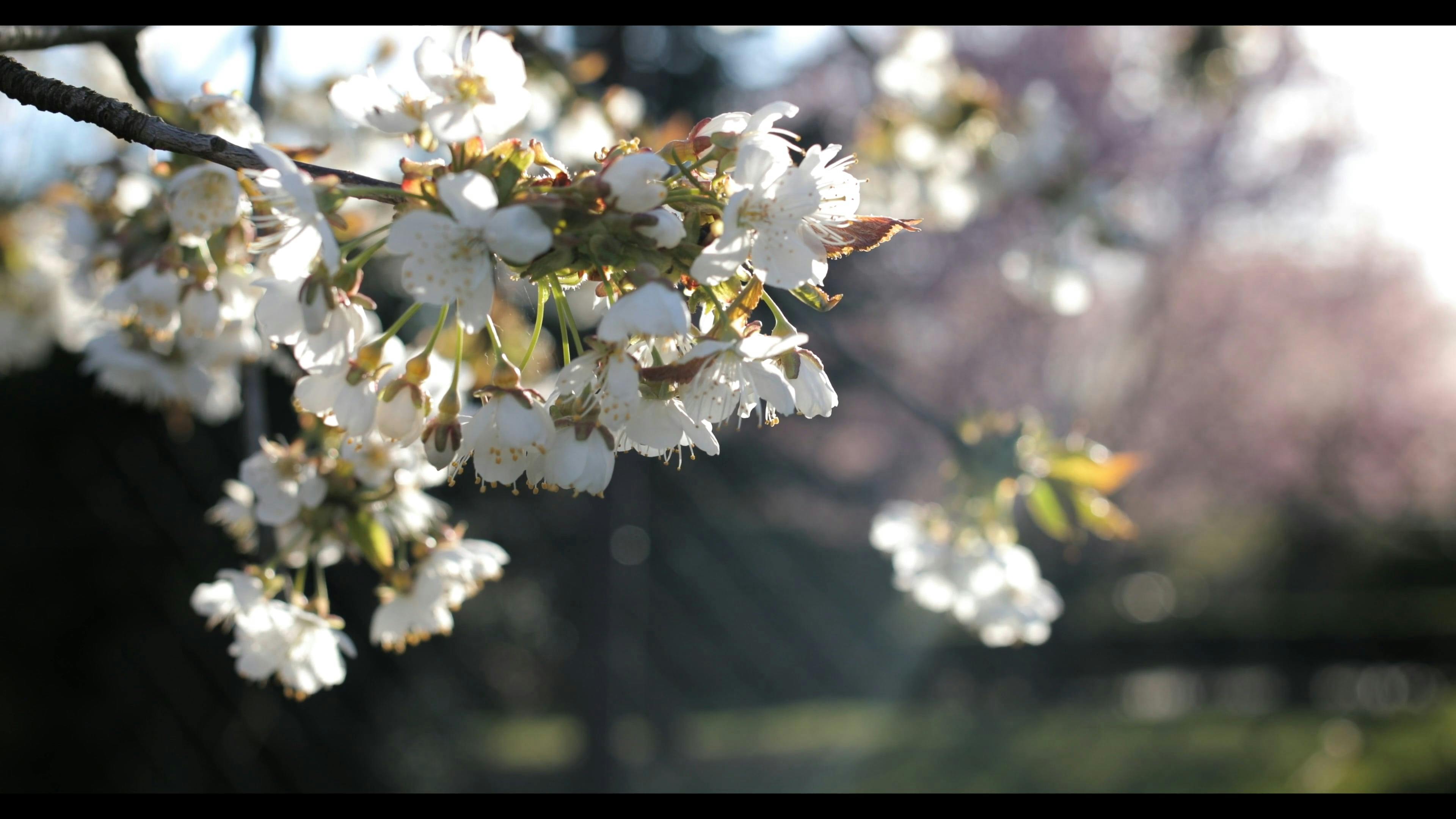 Video Of A Flowering Tree Free Stock Video Footage, Royalty-Free 4K ...
