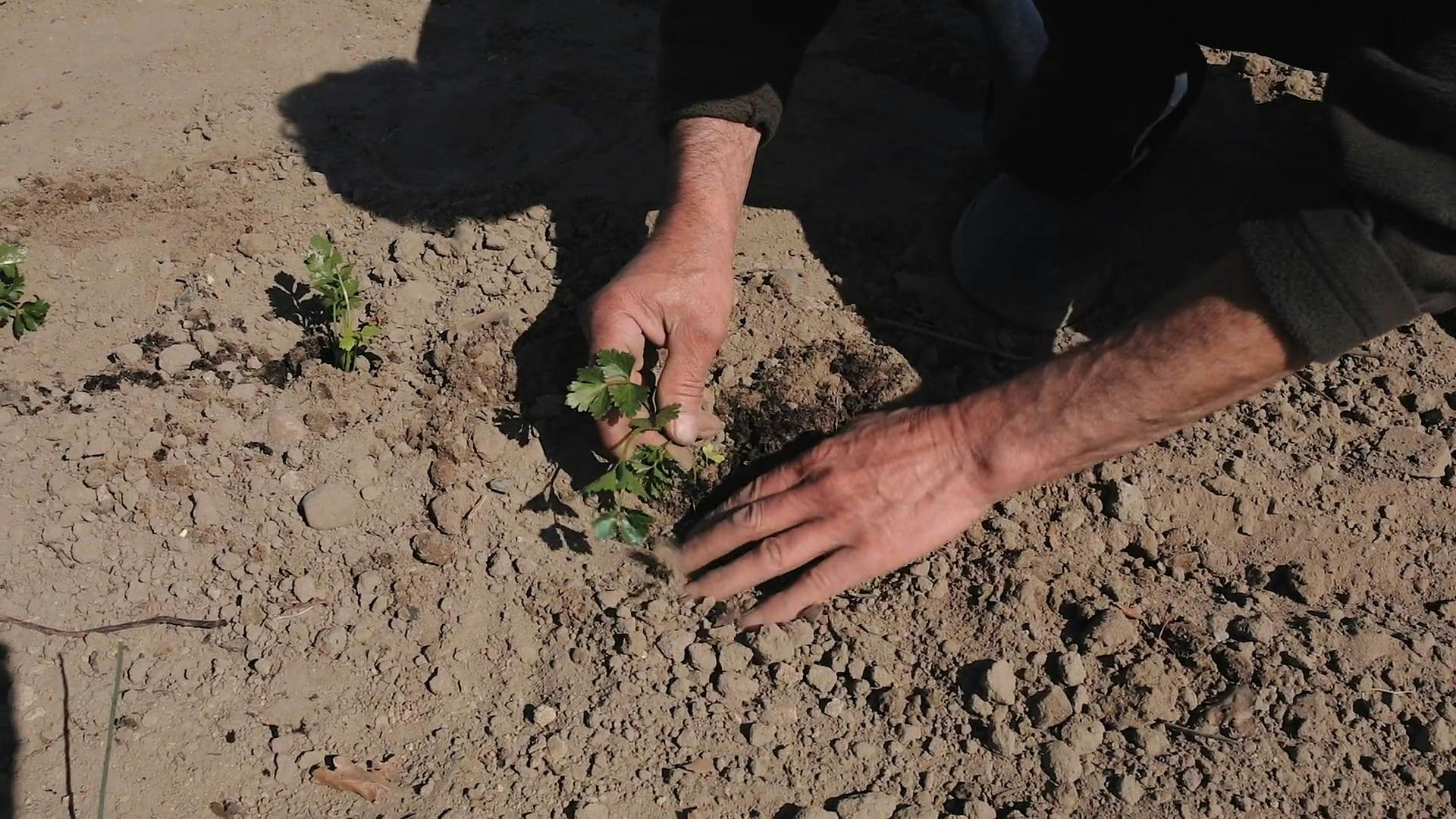 Soil Seedlings Videos, Download The BEST Free 4k Stock Video Footage & Soil Seedlings HD Video Clips