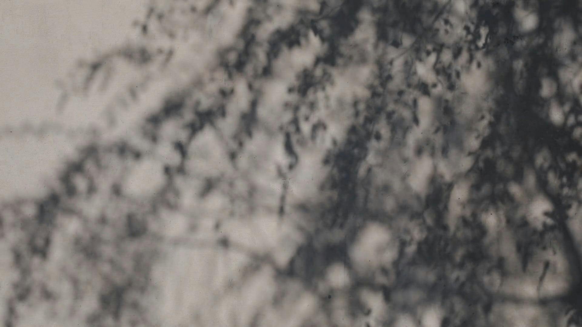 Plant Shadow On A Wall Free Stock Video Footage, Royalty-Free 4K & HD ...