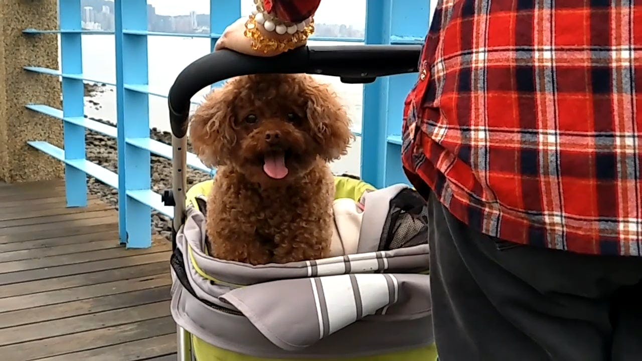 Boardwalk Path Videos, Download The BEST Free 4k Stock Video Footage ...