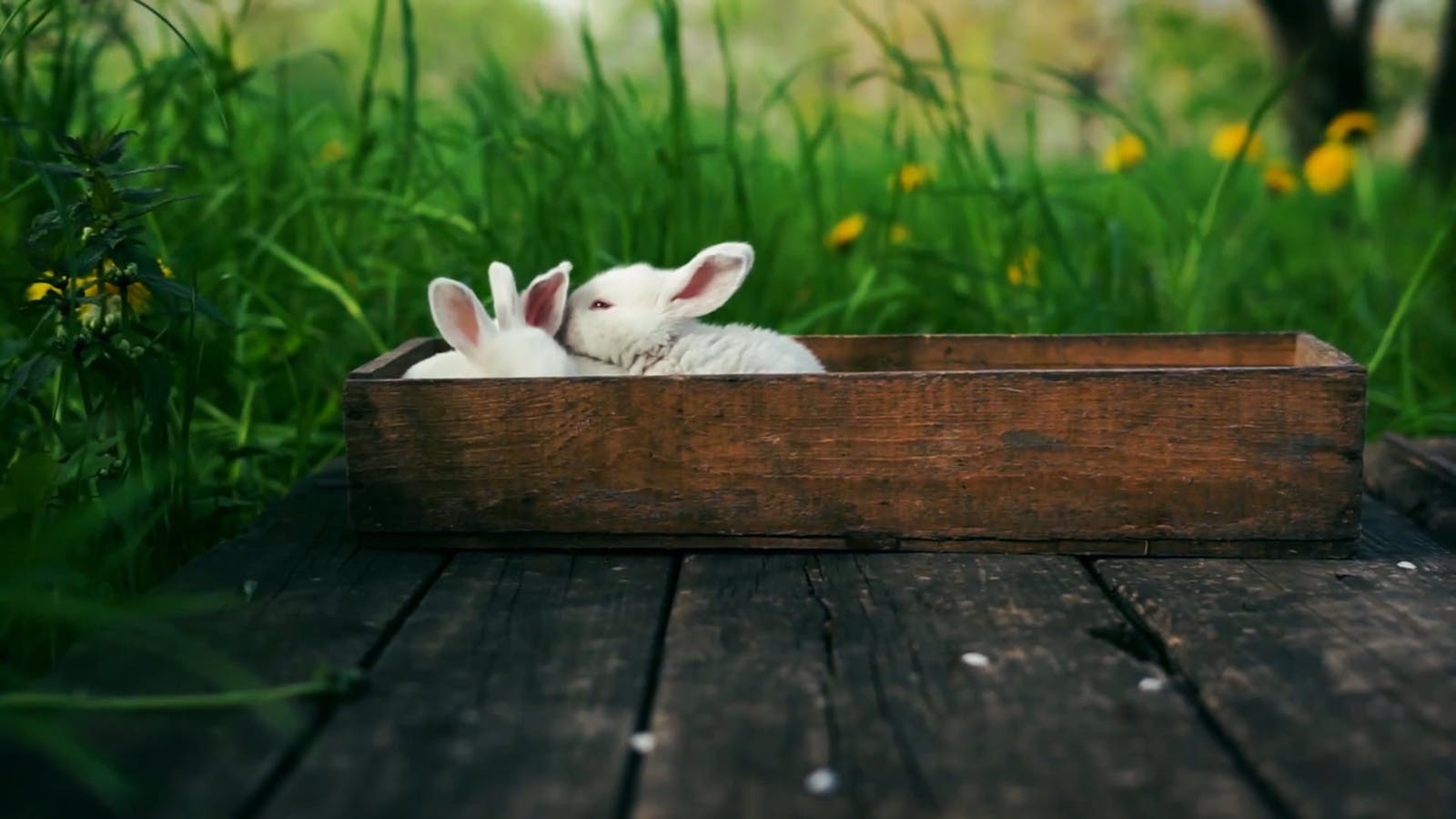 Rabbits Animation Videos, Download The BEST Free 4k Stock Video Footage ...