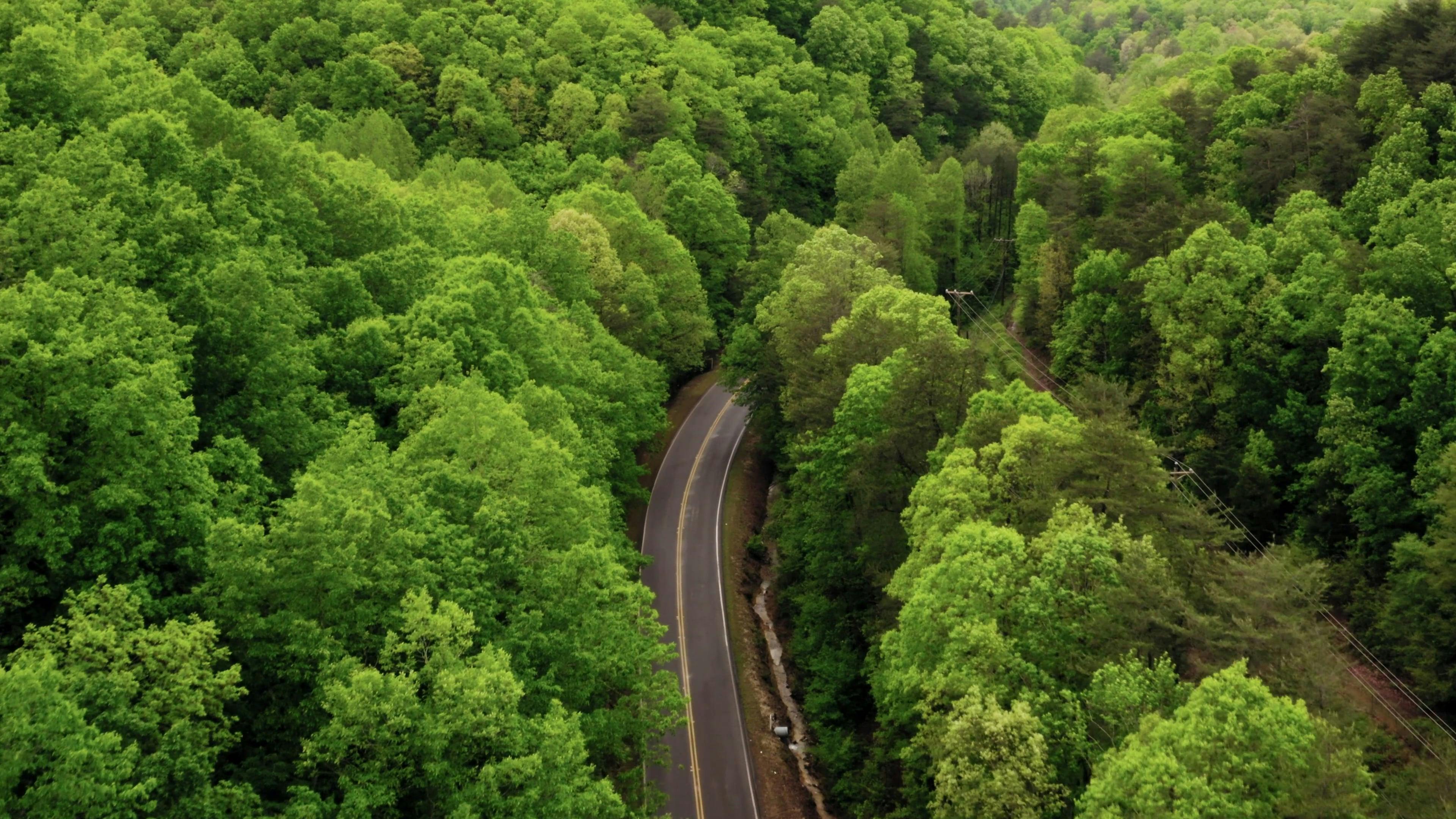 Drone Footage Of Road In Between Trees · Free Stock Video