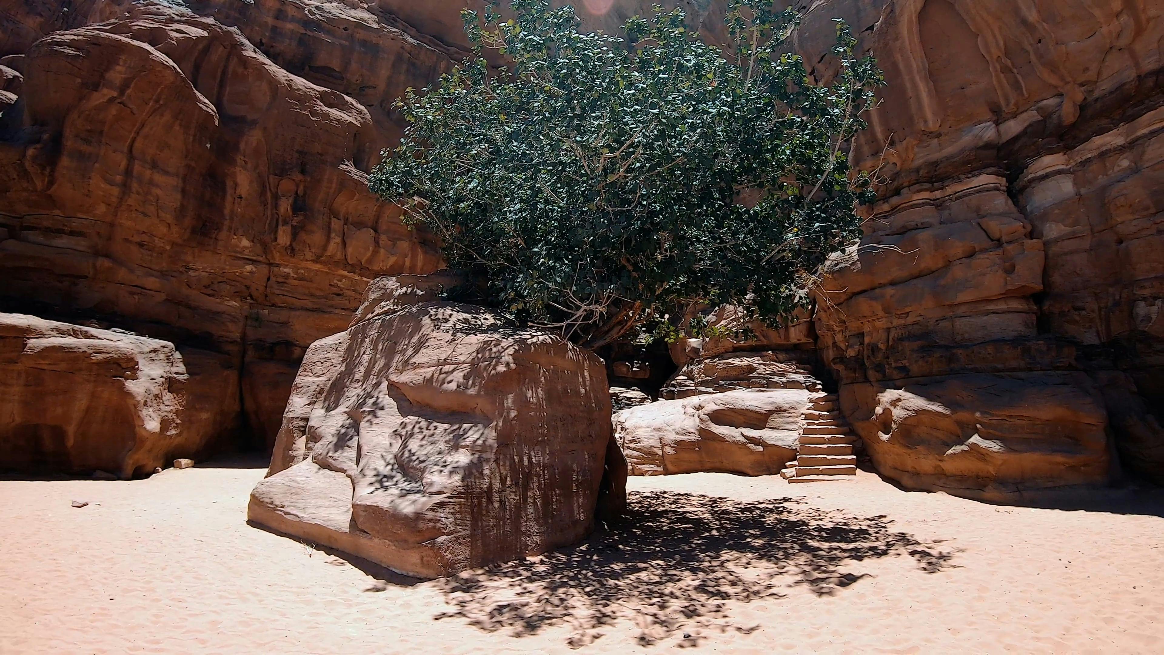 A Jordan Tree Growing Behind A Boulder Of Rocks · Free Stock Video