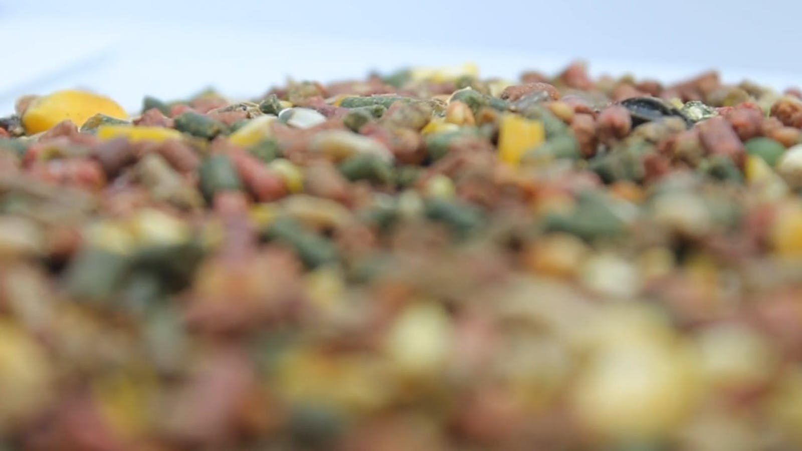 Rooster Food Videos, Download The BEST Free 4k Stock Video Footage ...