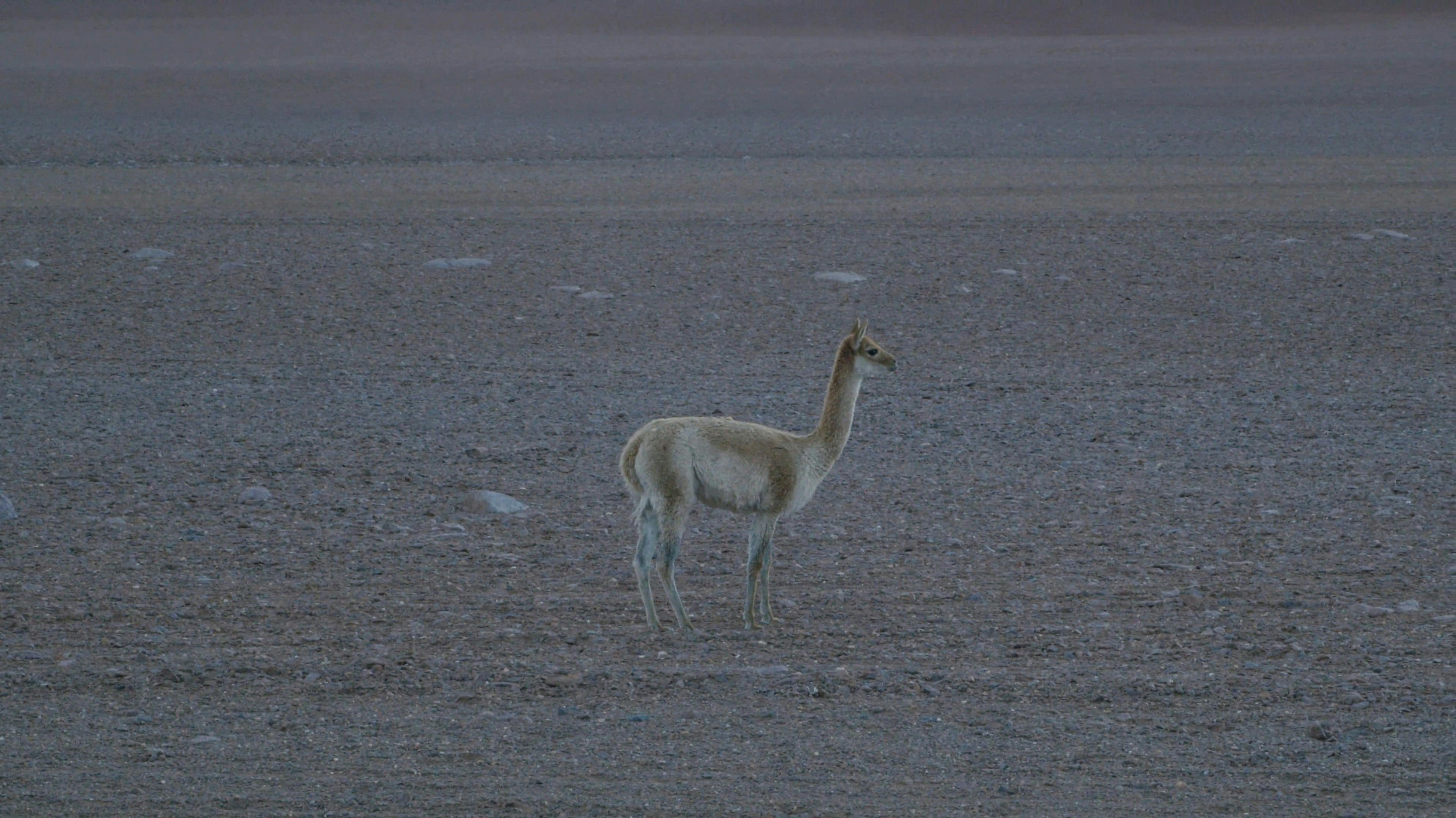 Animal Sud Africain Videos, Download The BEST Free 4k Stock Video ...