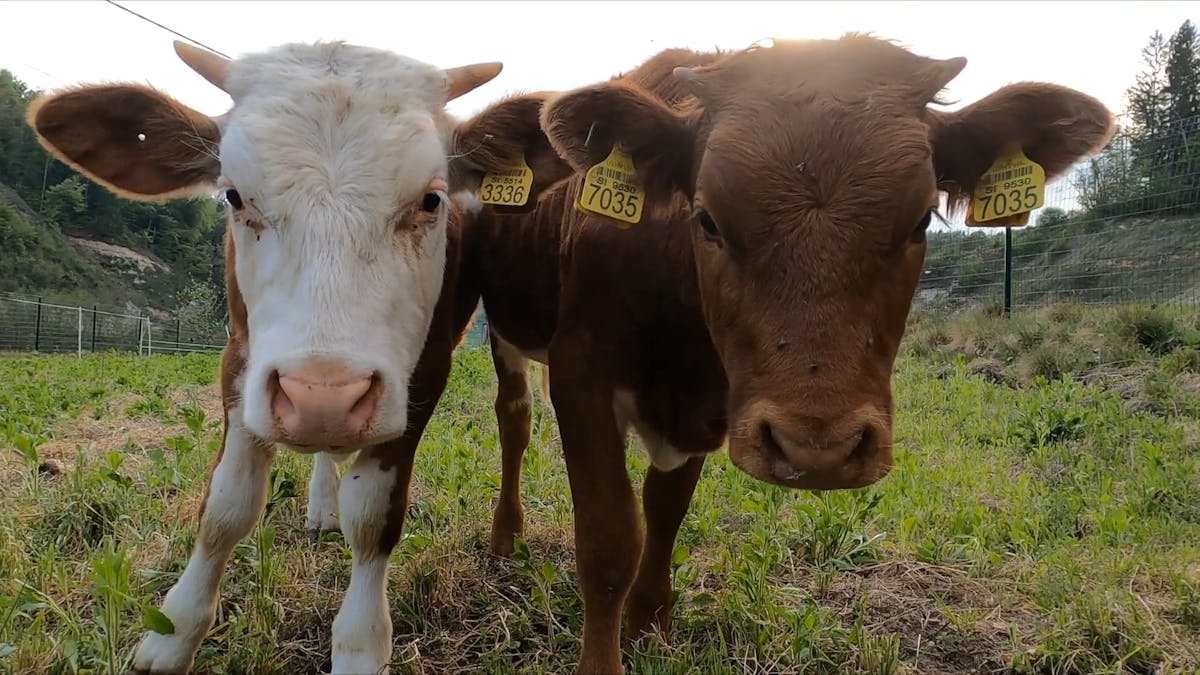 Cows Videos, Download The BEST Free 4k Stock Video Footage & Cows HD ...