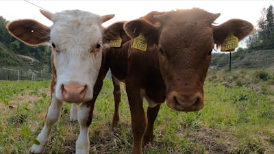 Cow Videos, Download The BEST Free 4k Stock Video Footage & Cow HD ...