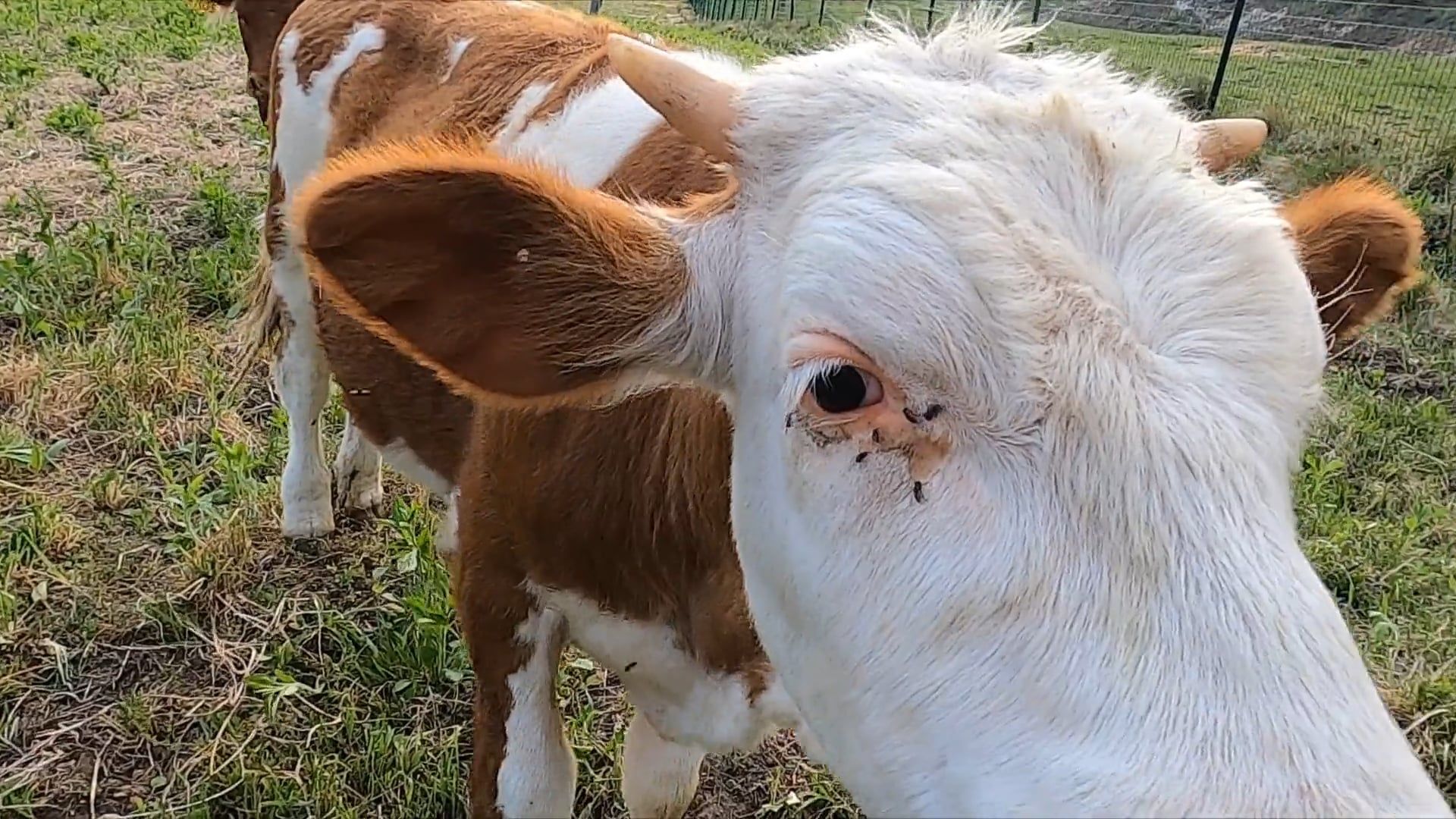 Cows Eating Free Stock Video Footage, Royalty-Free 4K & HD Video Clip