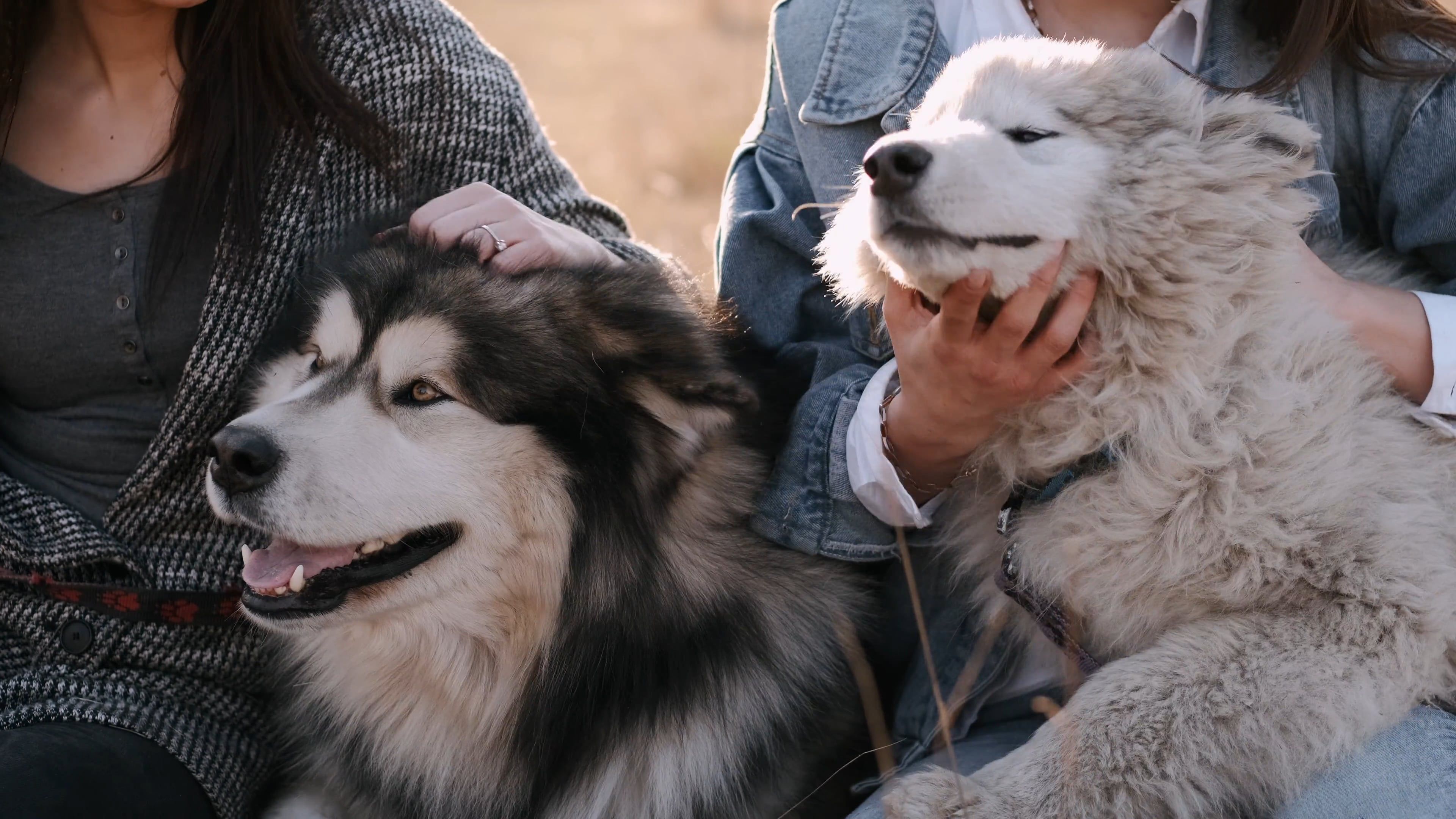 Women With Their Dogs Free Stock Video Footage, Royalty-Free 4K & HD ...