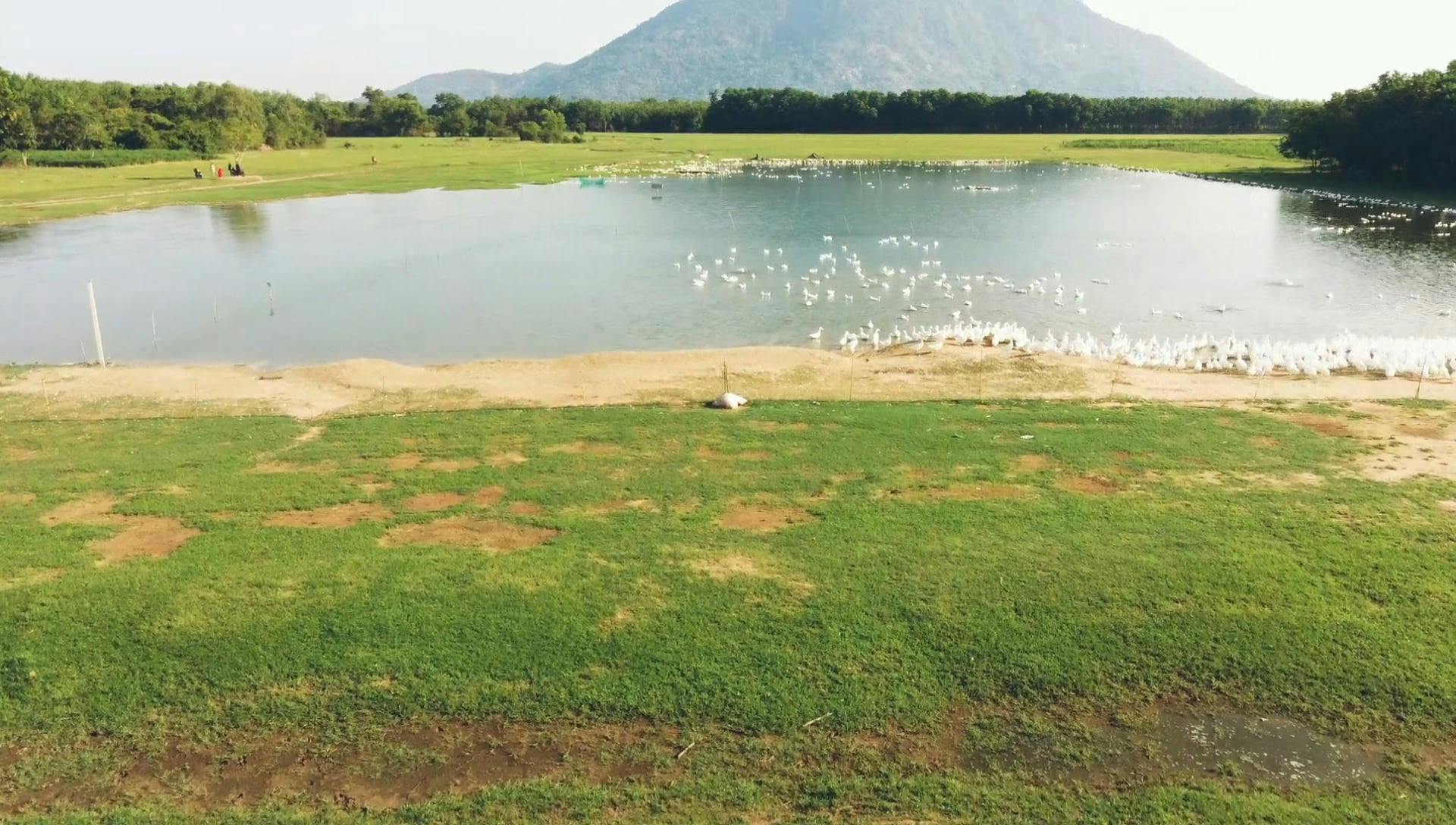 Flock Of Ducks Runs Toward The Water Pond · Free Stock Video
