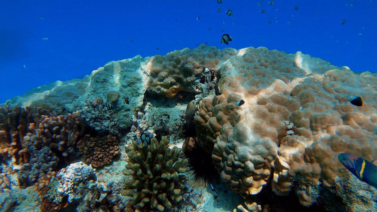 Coral Reef Videos, Download The BEST Free 4k Stock Video Footage ...