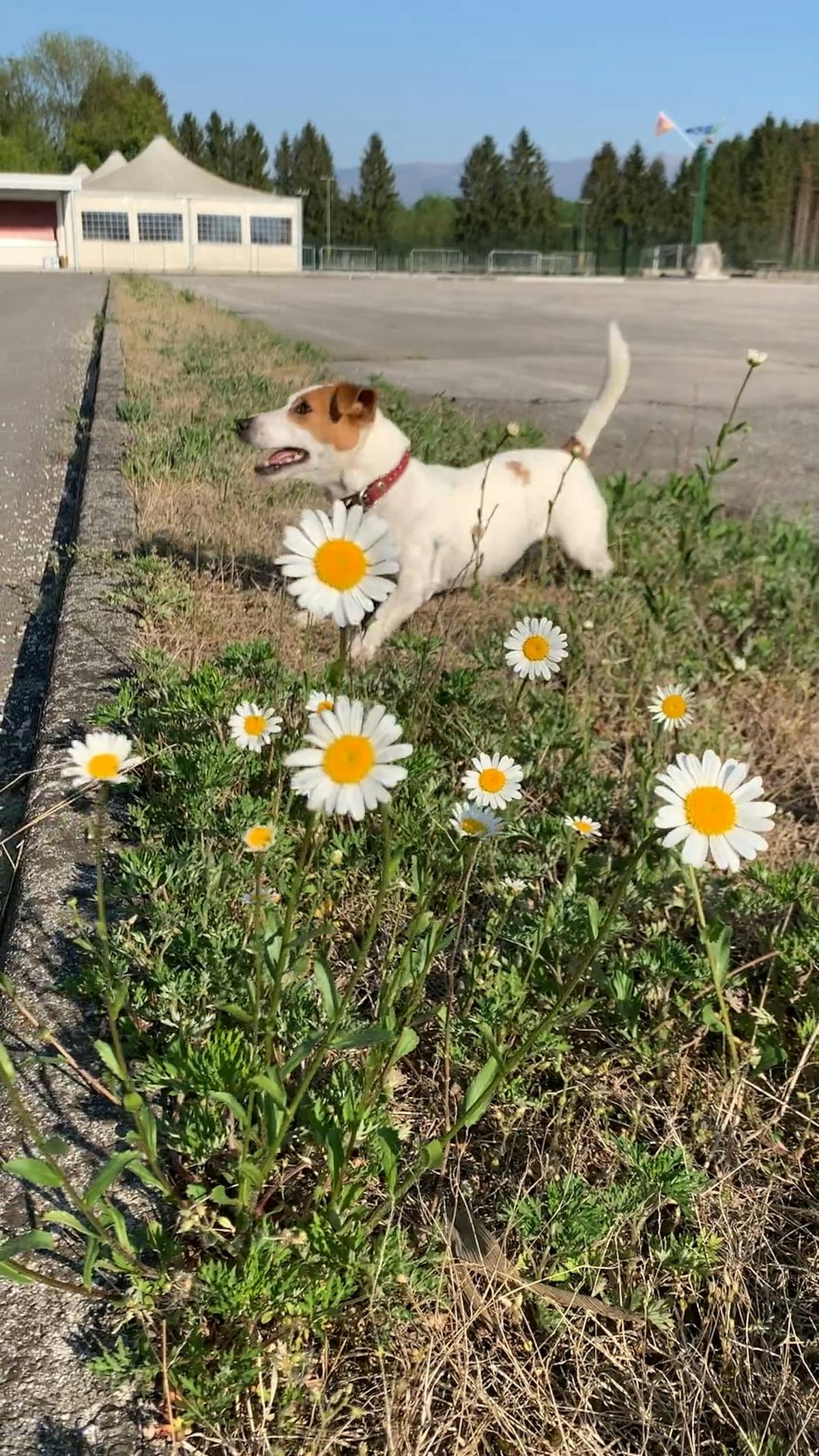 Dog Barking Videos, Download The BEST Free 4k Stock Video Footage & Dog ...