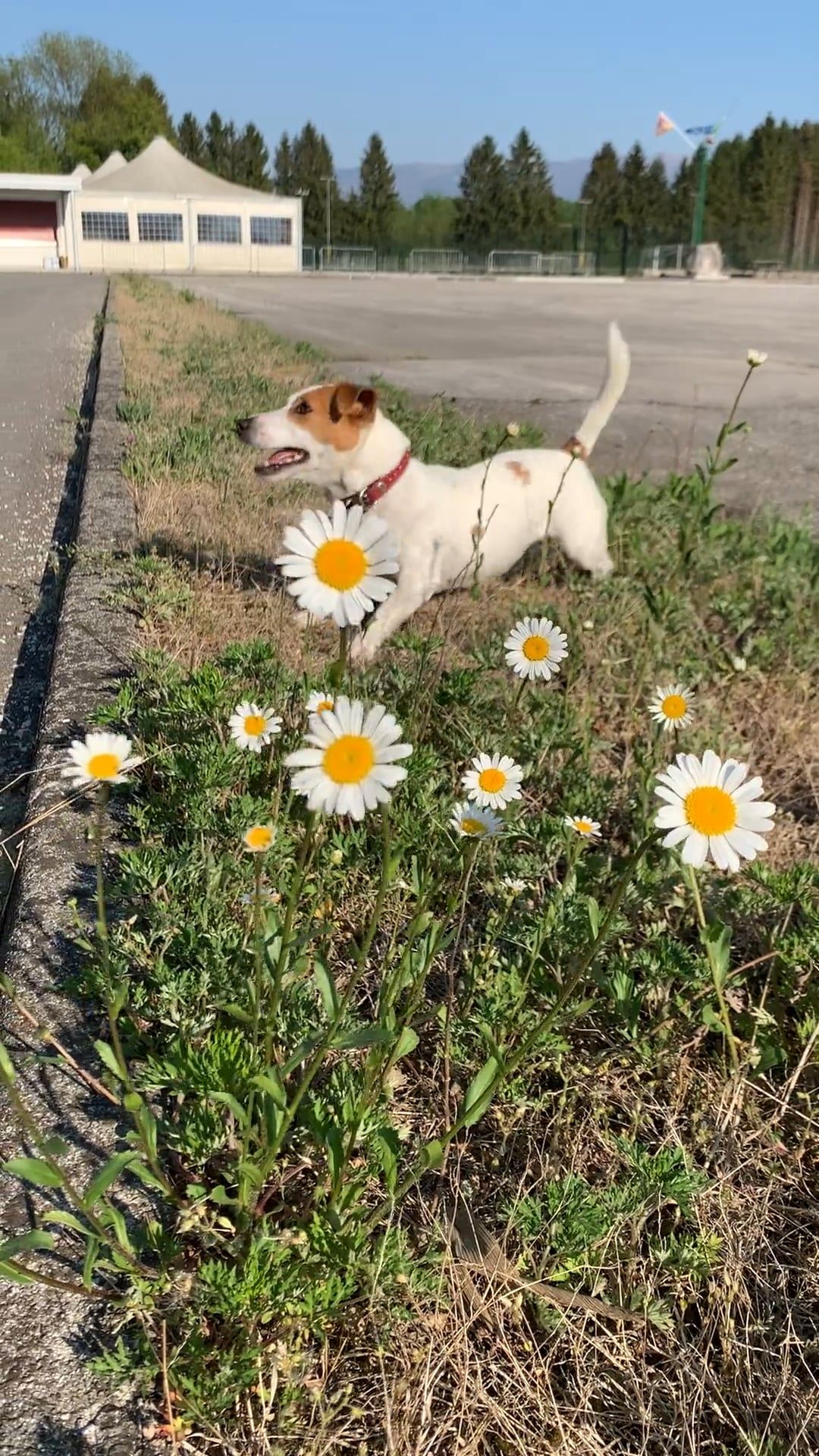 A Dog Barking · Free Stock Video