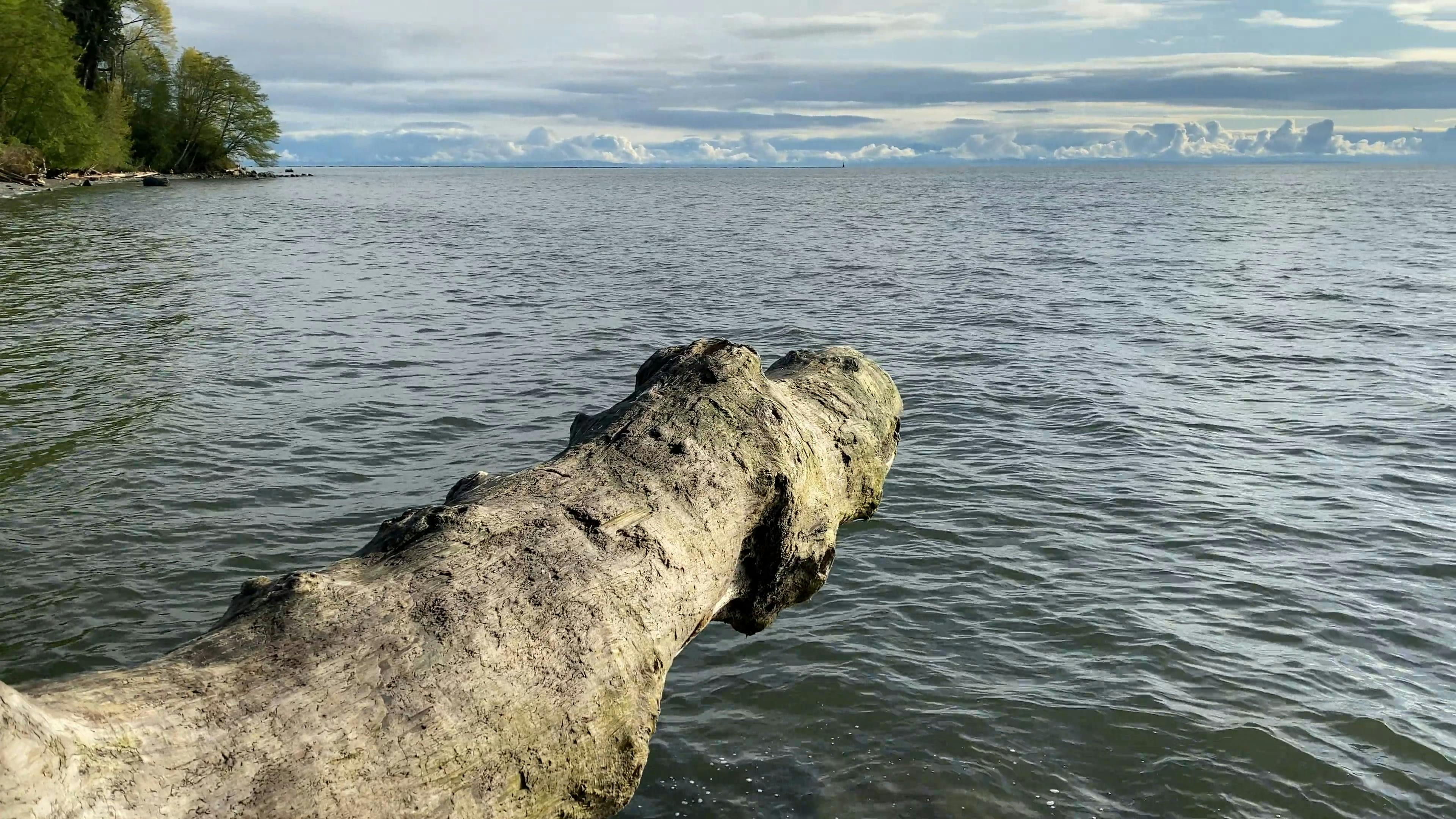 Log On Its Side In A Forest Videos, Download The BEST Free 4k Stock ...